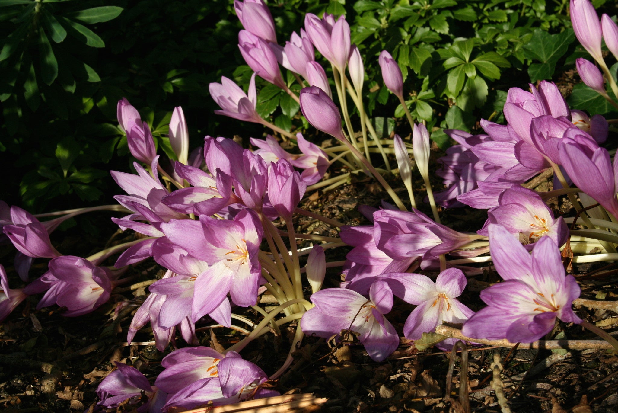 Colchicum 'The Giant' – Ballyrobert Gardens