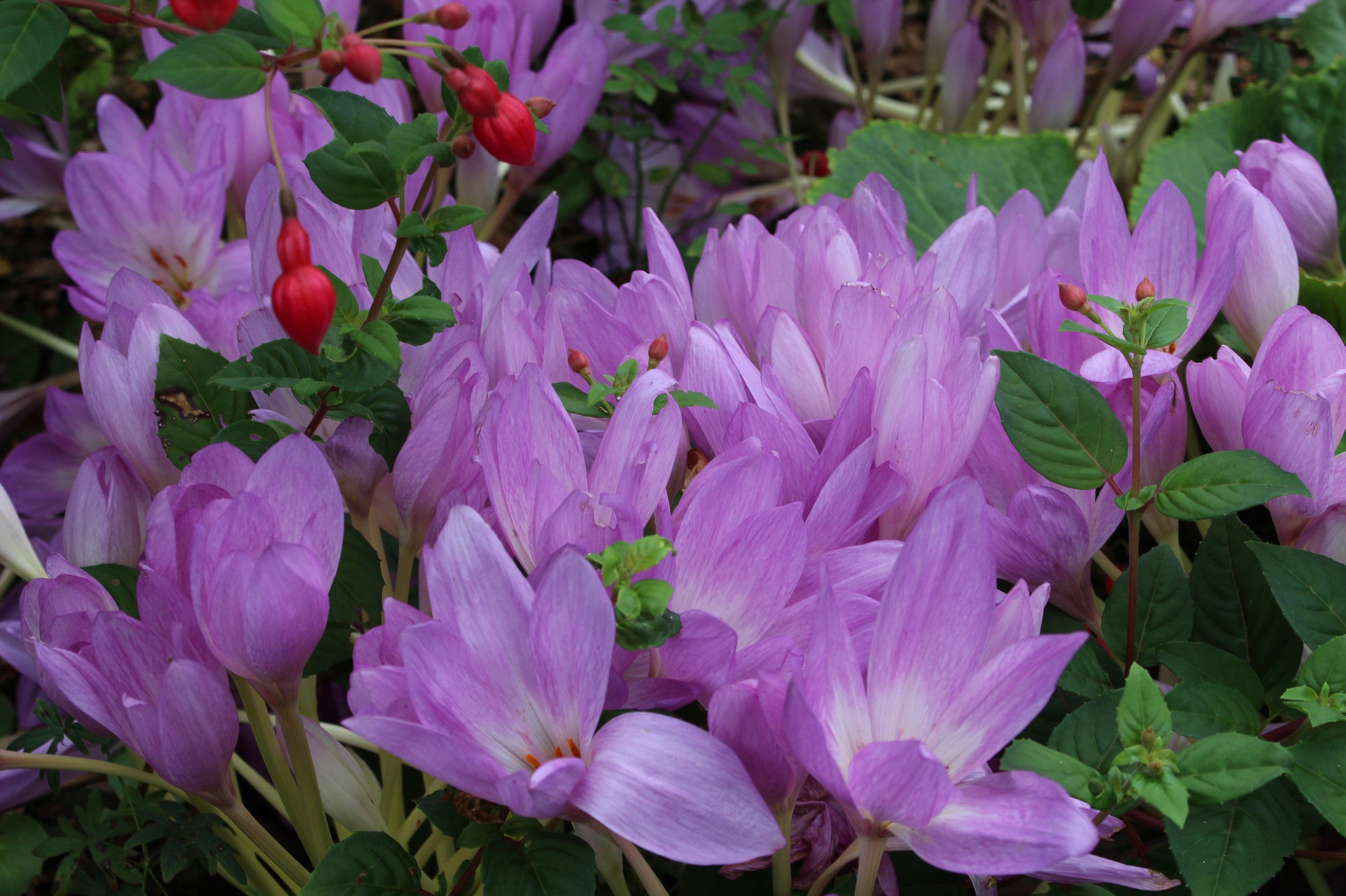 Colchicum 'The Giant' – Ballyrobert Gardens