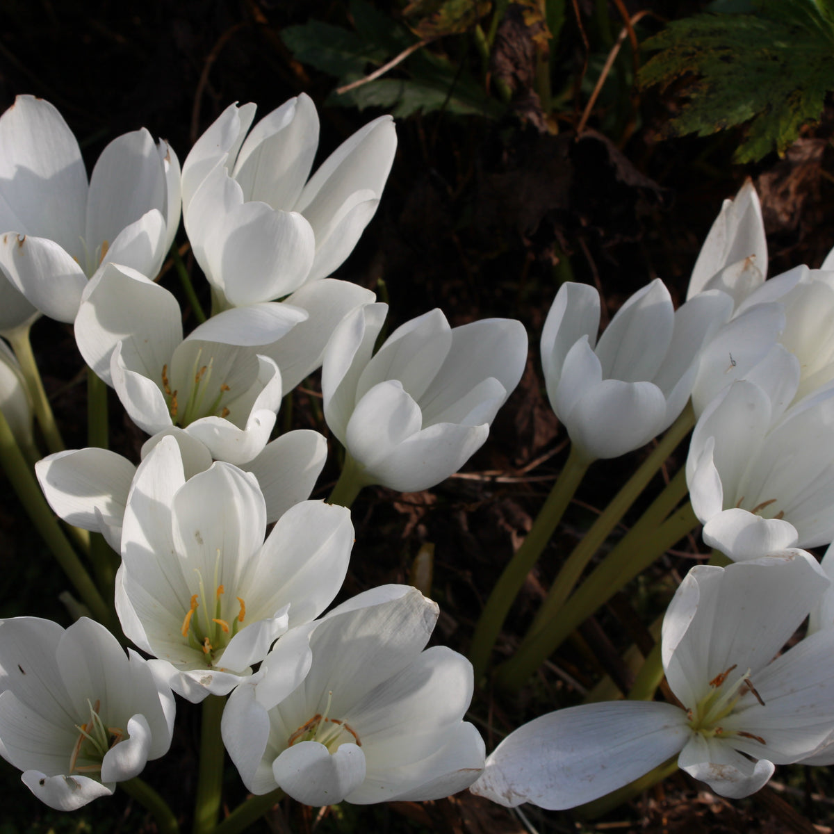 Colchicum speciosum 'Album' – Ballyrobert Gardens