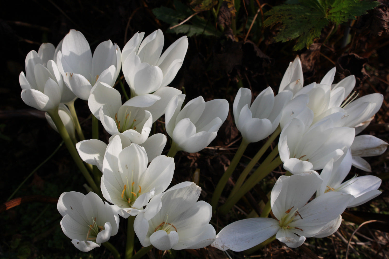 Colchicum speciosum 'Album' – Ballyrobert Gardens