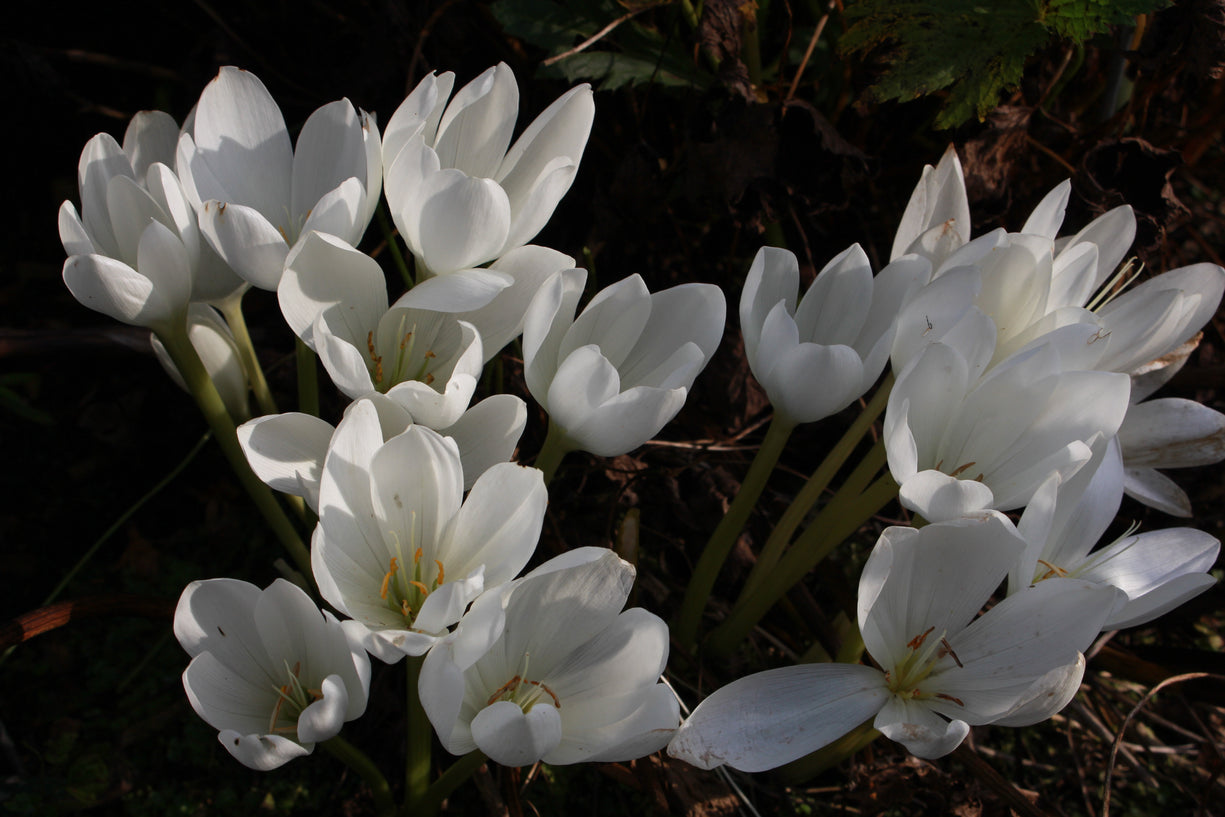 Colchicum speciosum 'Album' – Ballyrobert Gardens