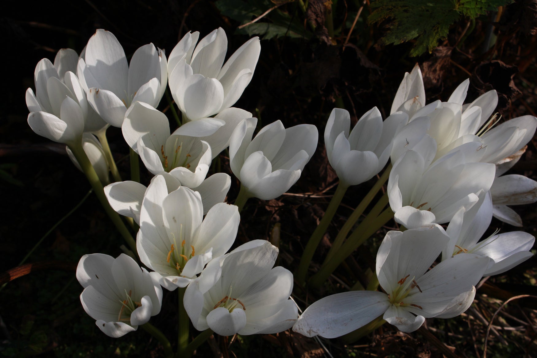 Colchicum speciosum 'Album' – Ballyrobert Gardens