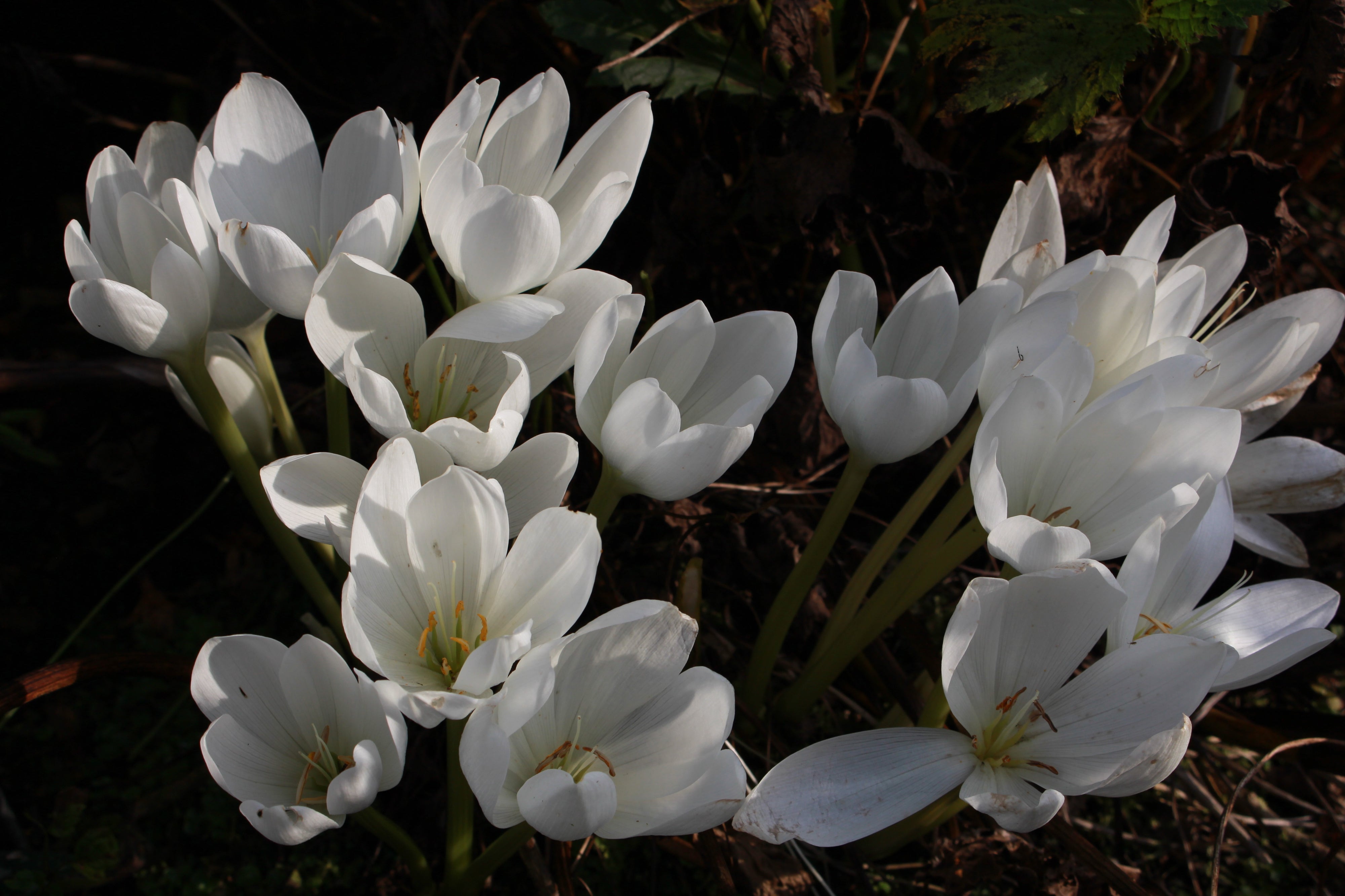 Colchicum speciosum 'Album' – Ballyrobert Gardens