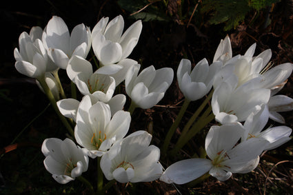 Colchicum speciosum 'Album' – Ballyrobert Gardens