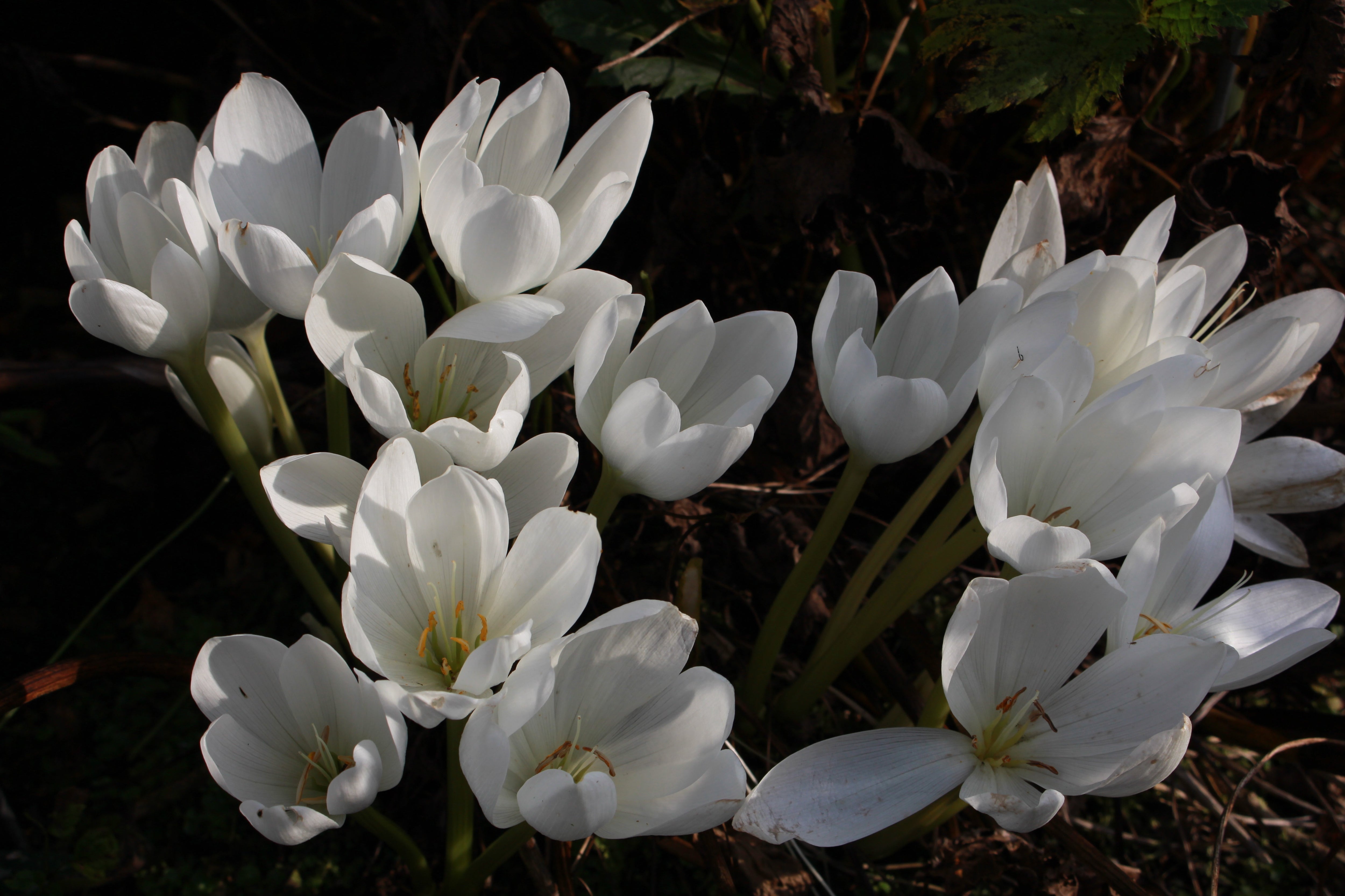 Colchicum speciosum 'Album' – Ballyrobert Gardens