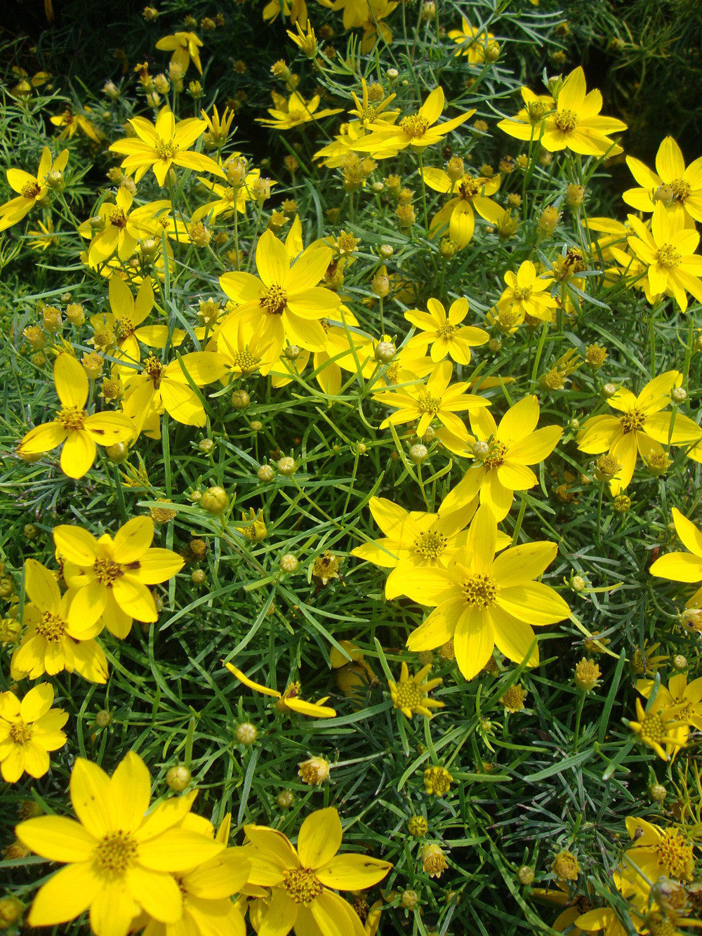 Coreopsis verticillata 'Zagreb' – Ballyrobert Gardens
