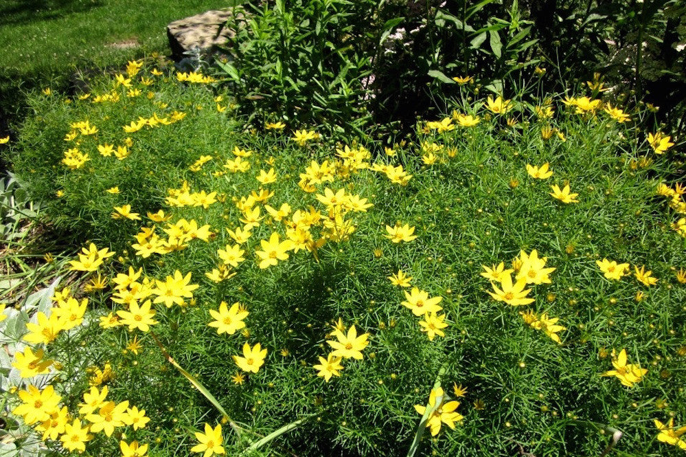 Coreopsis verticillata 'Zagreb' – Ballyrobert Gardens