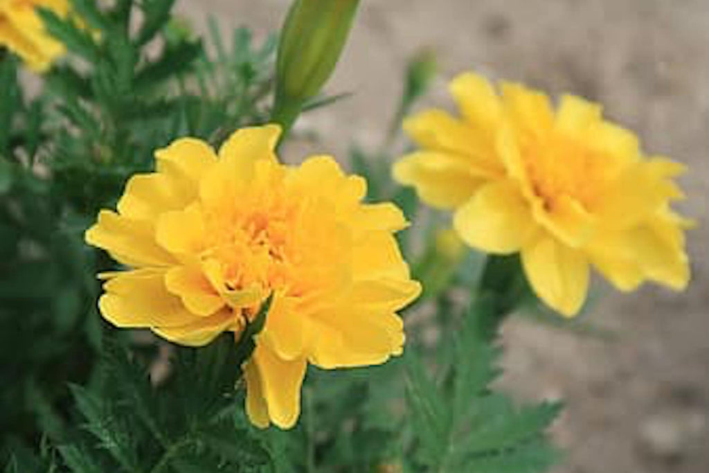 Coreopsis grandiflora 'Early Sunrise' – Ballyrobert Gardens