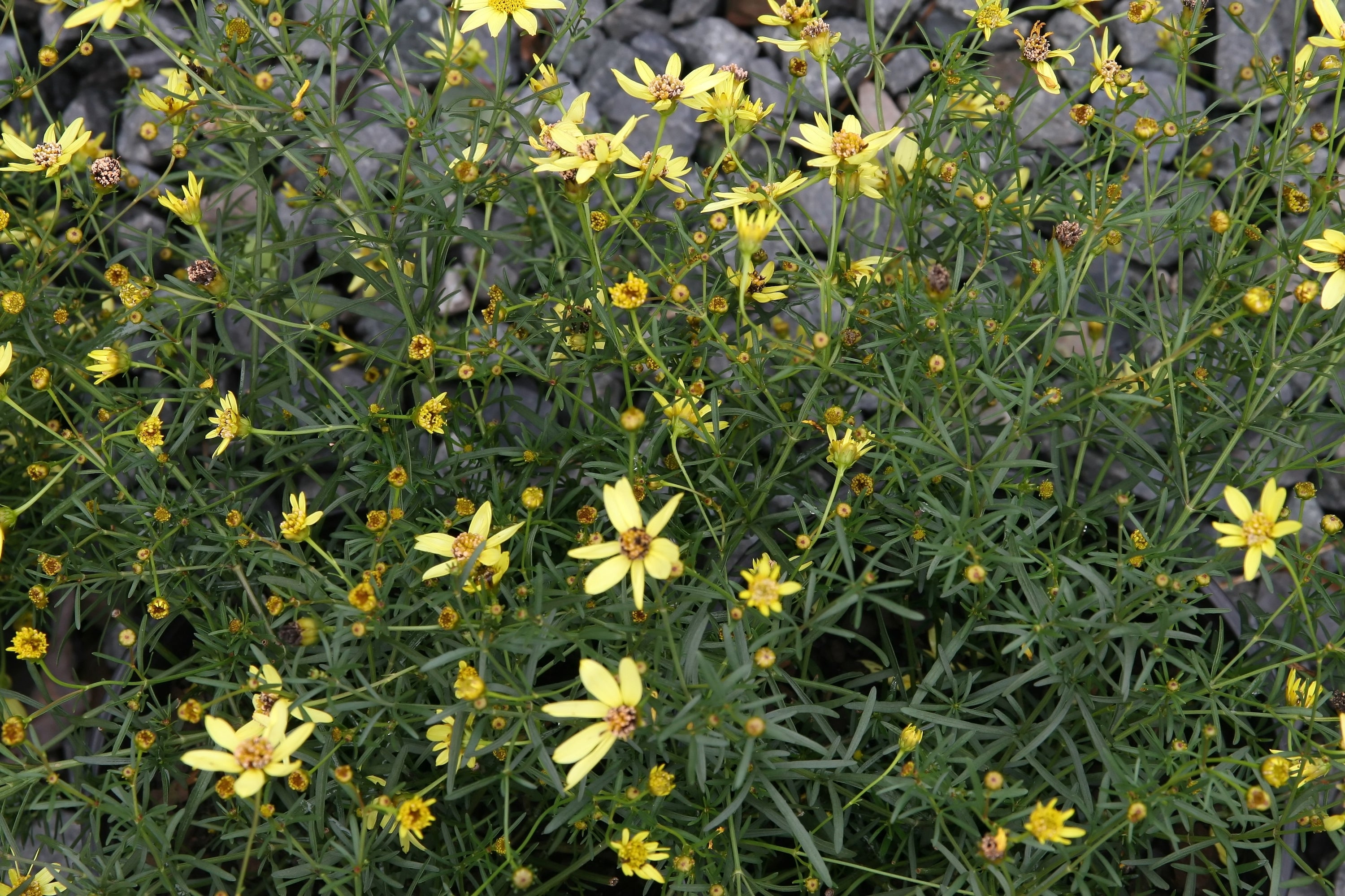 Coreopsis verticillata 'Moonbeam' – Ballyrobert Gardens