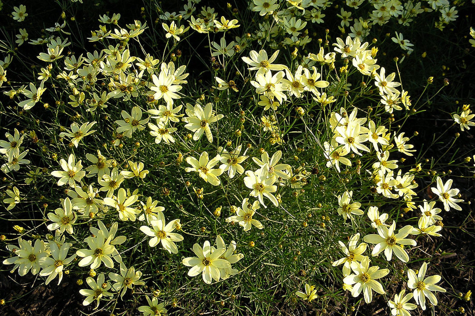 Coreopsis verticillata 'Moonbeam' – Ballyrobert Gardens