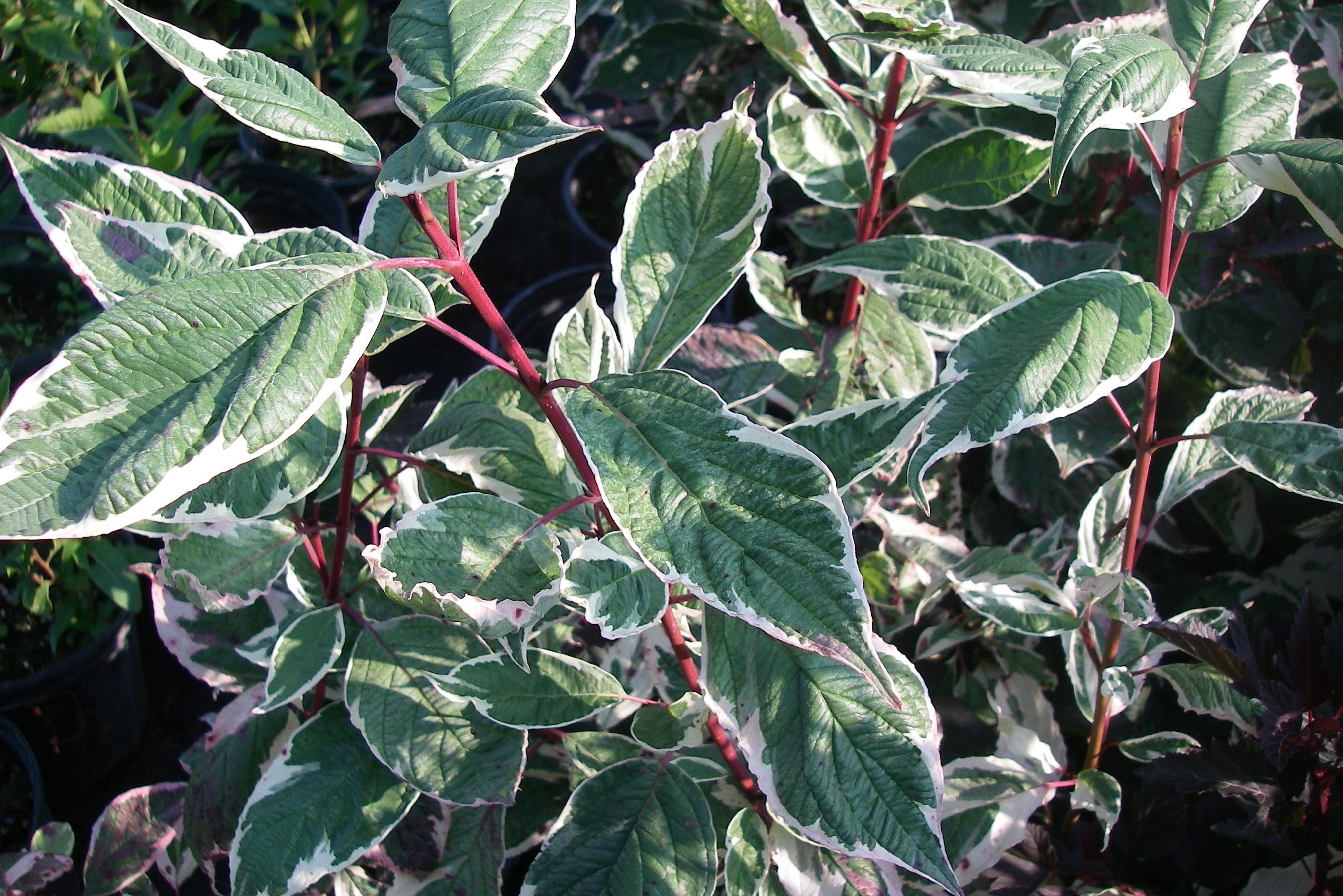 Cornus alba 'Sibirica Variegata' (v) – Ballyrobert Gardens