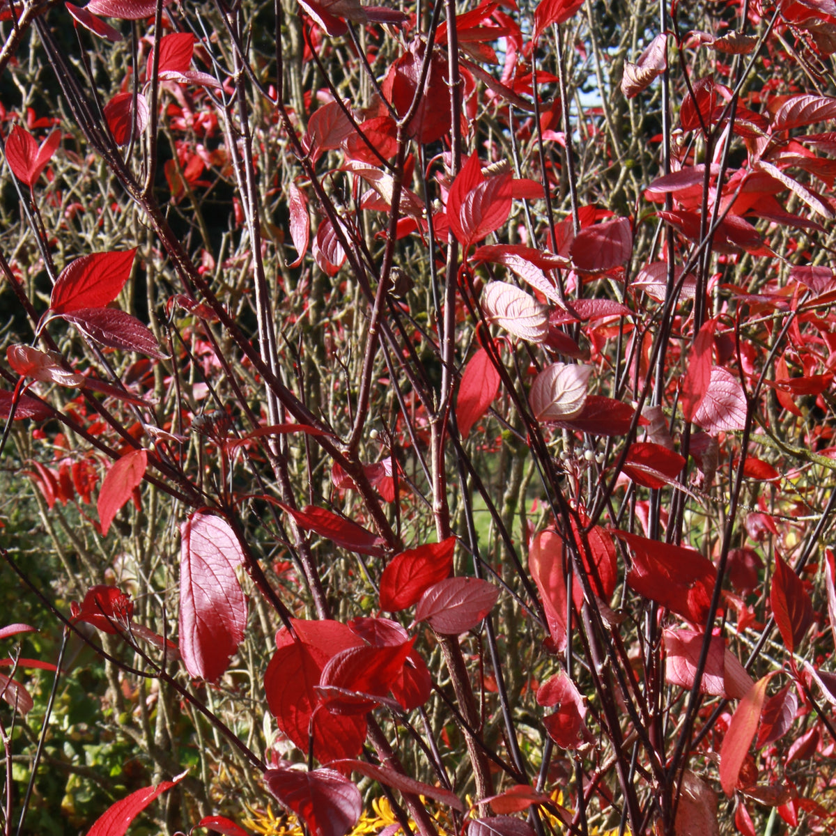Cornus alba 'Kesselringii' – Ballyrobert Gardens