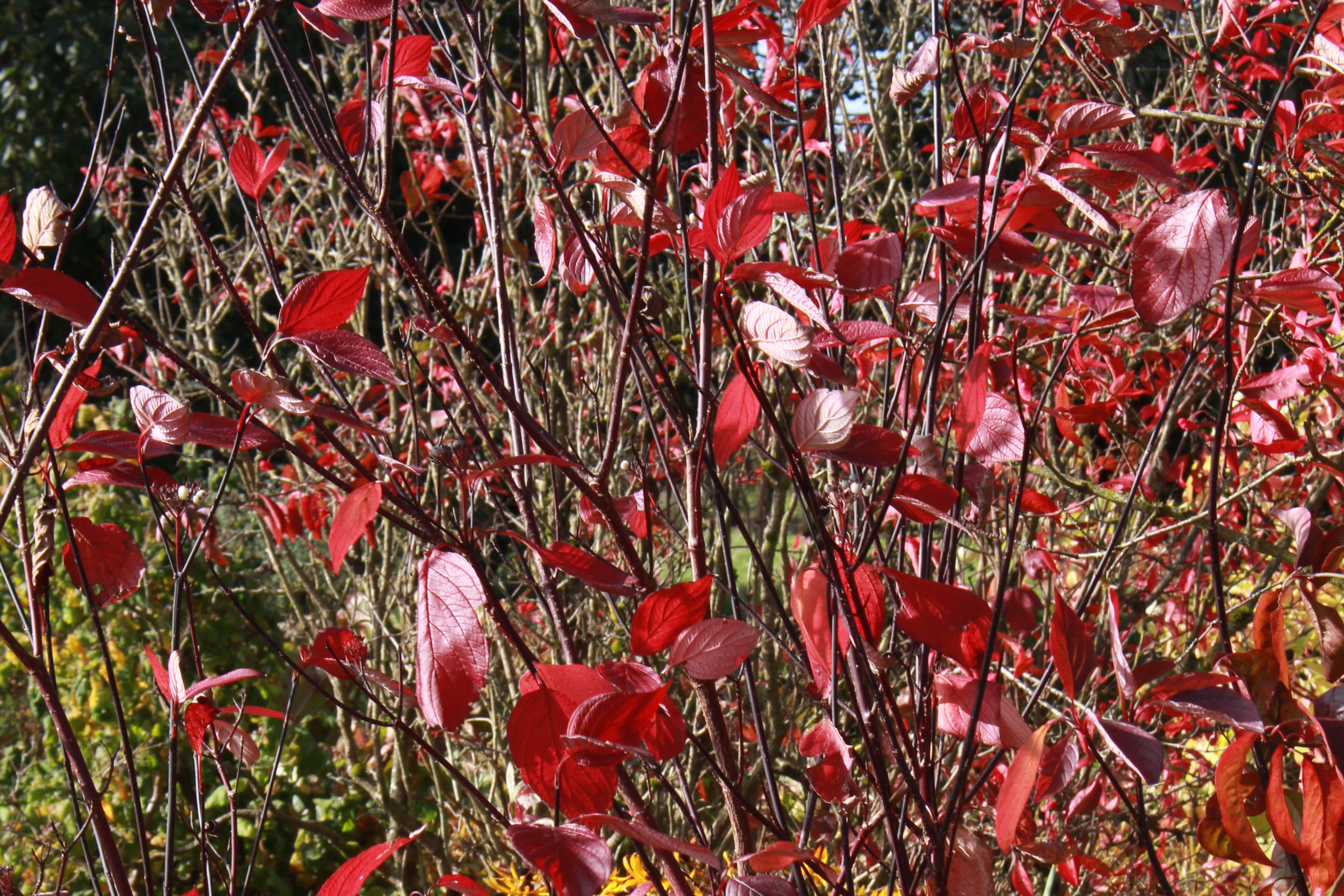 Cornus alba 'Kesselringii' – Ballyrobert Gardens