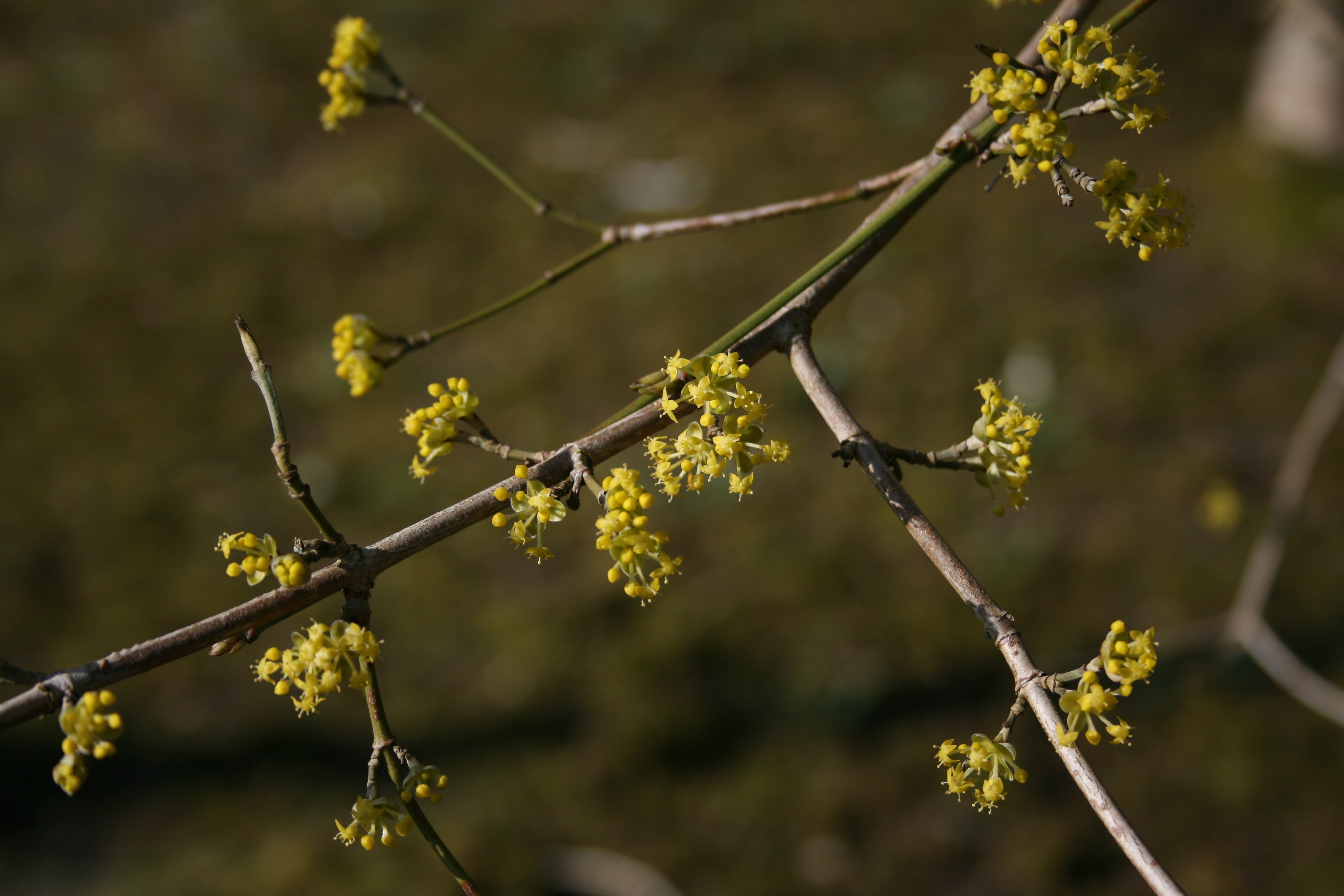 Cornus mas – Ballyrobert Gardens