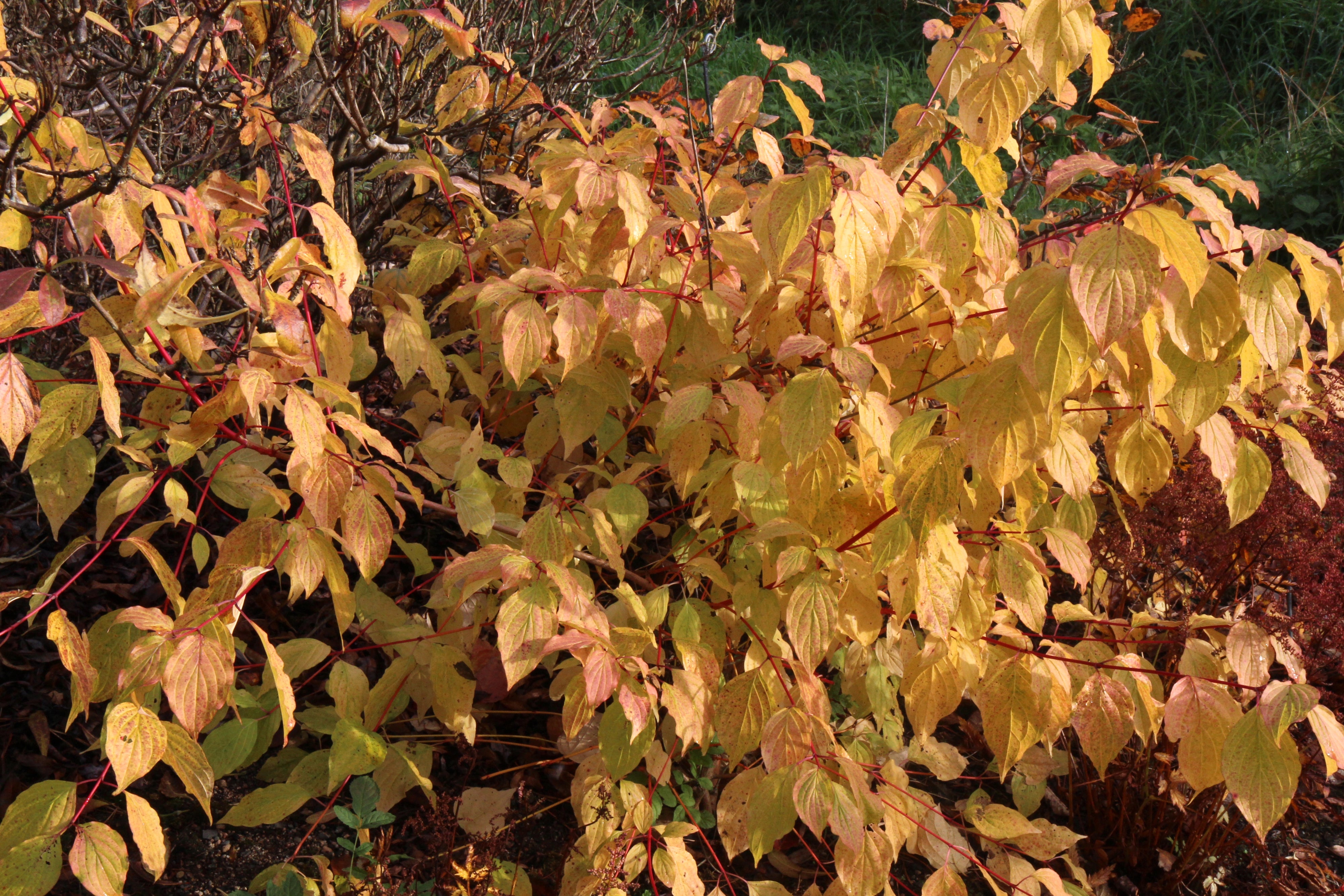 Cornus sanguinea 'Anny's Winter Orange' – Ballyrobert Gardens