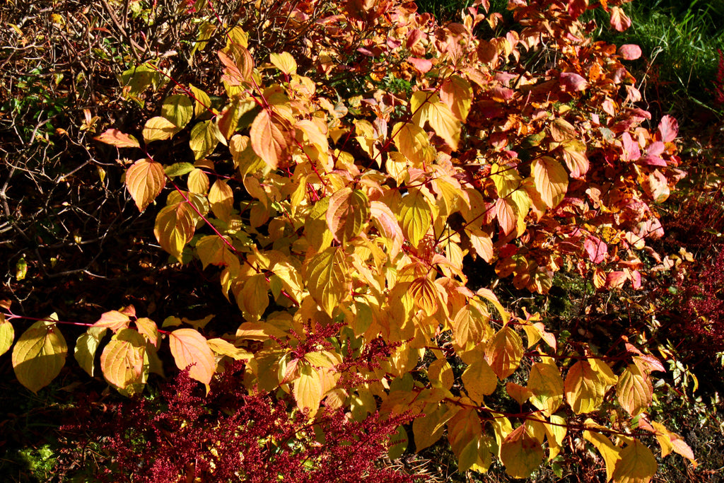 Cornus sanguinea 'Anny's Winter Orange' – Ballyrobert Gardens