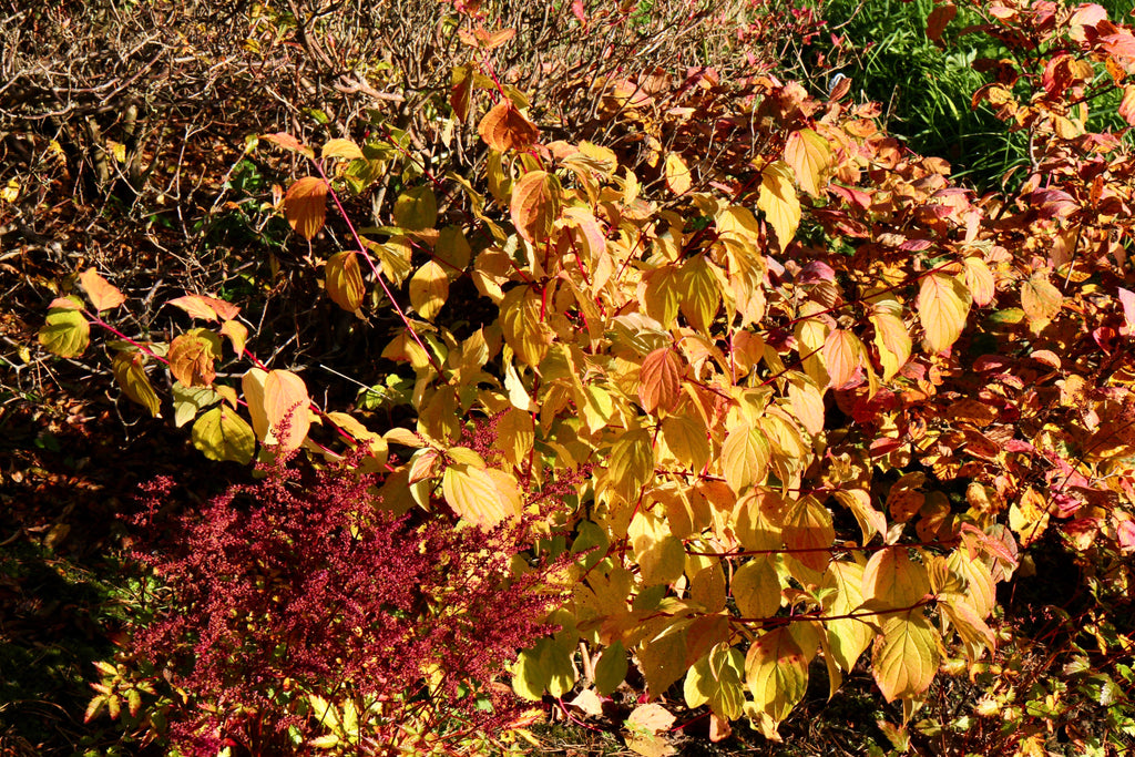 Cornus sanguinea 'Anny's Winter Orange' – Ballyrobert Gardens