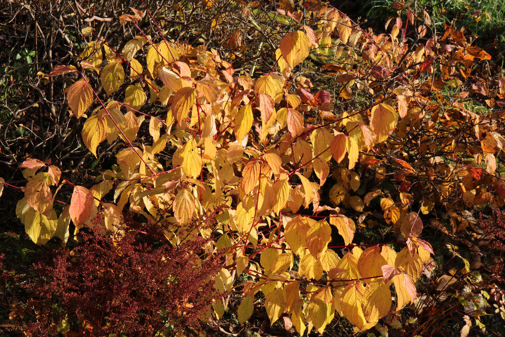 Cornus sanguinea 'Anny's Winter Orange' – Ballyrobert Gardens