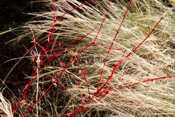 Cornus sanguinea 'Anny's Winter Orange' – Ballyrobert Gardens