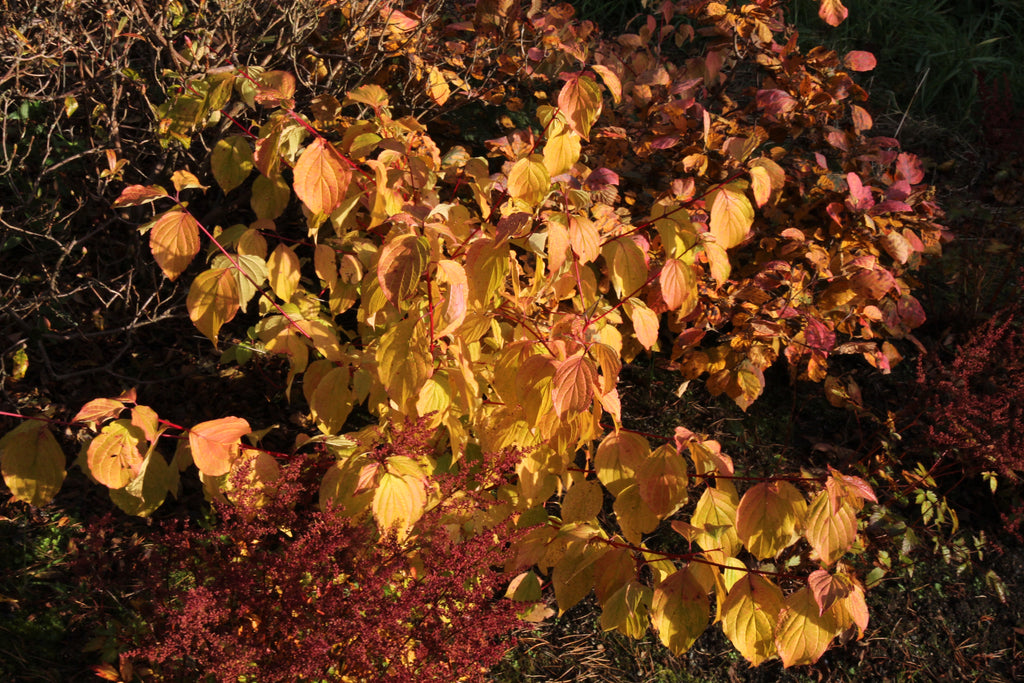 Cornus sanguinea 'Anny's Winter Orange' – Ballyrobert Gardens
