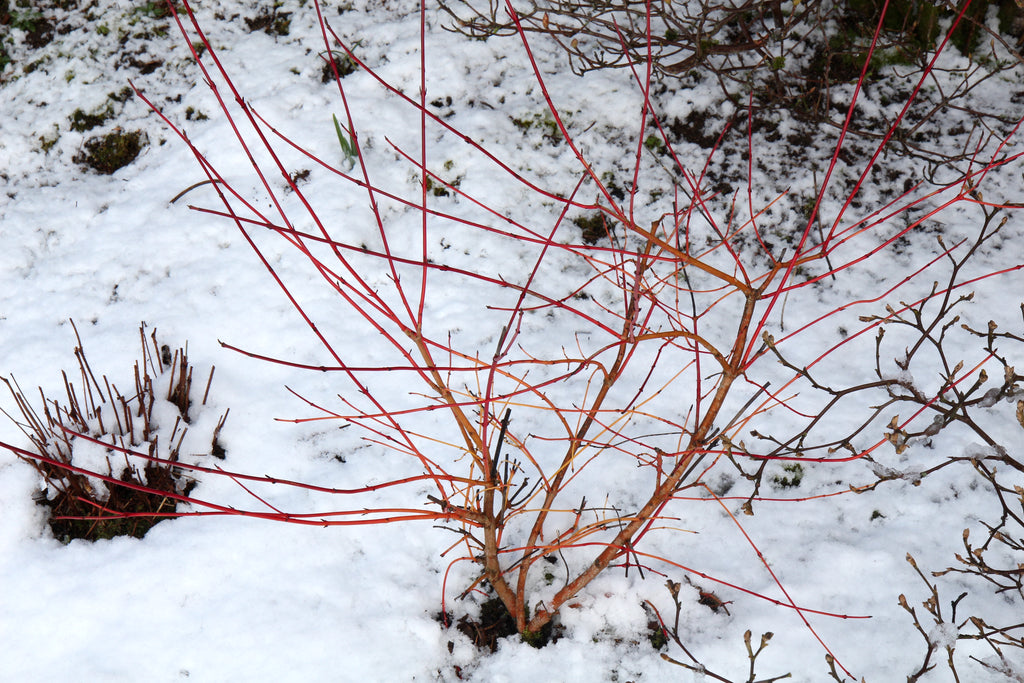 Cornus sanguinea 'Anny's Winter Orange' – Ballyrobert Gardens