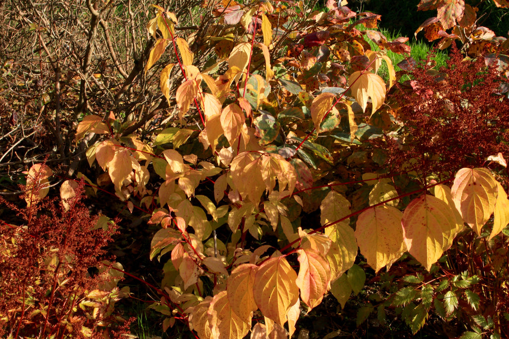 Cornus sanguinea 'Anny's Winter Orange' – Ballyrobert Gardens