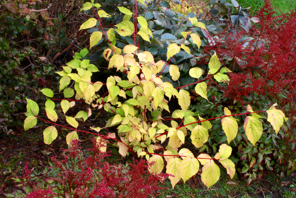 Cornus sanguinea 'Anny's Winter Orange' – Ballyrobert Gardens