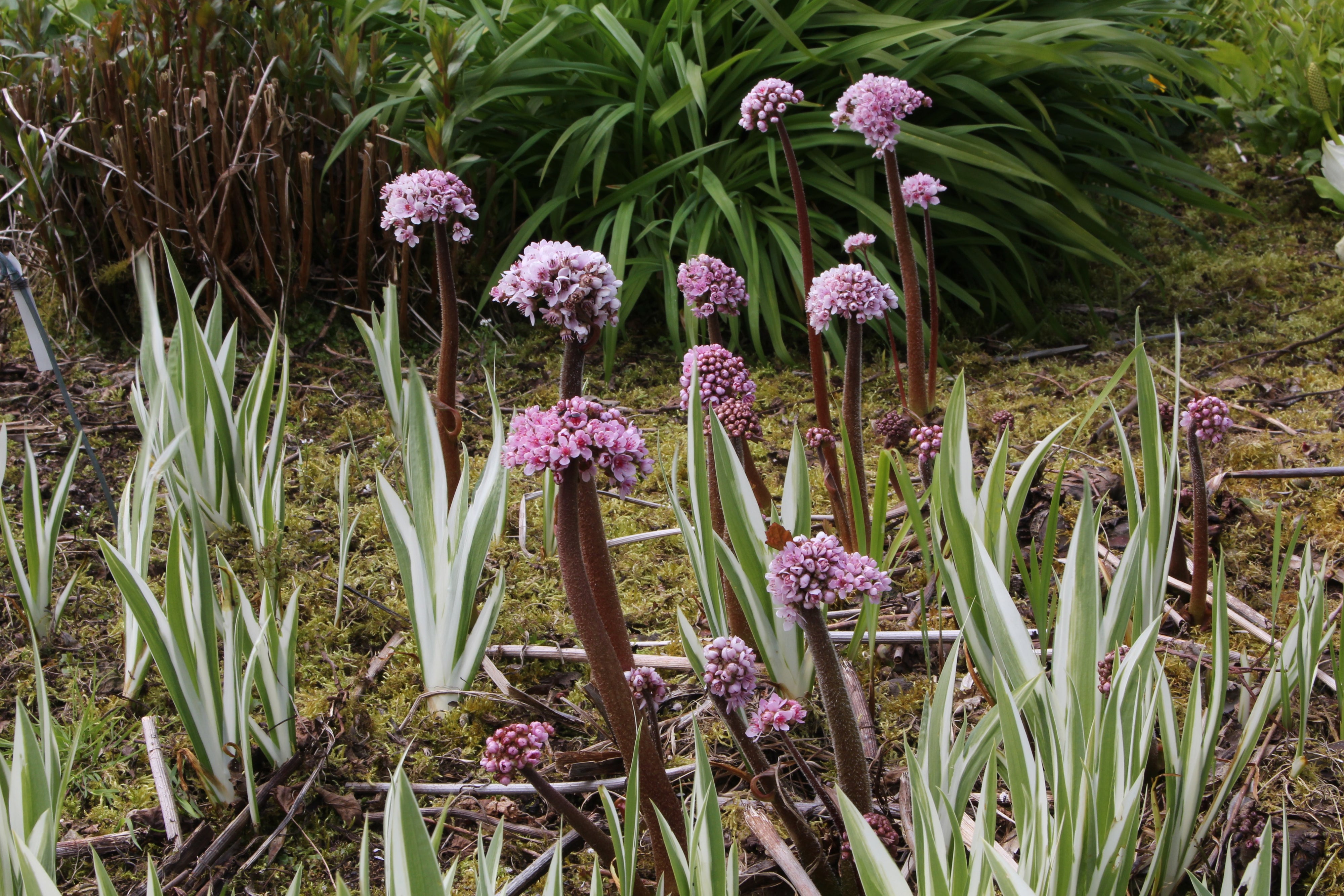 Darmera peltata – Ballyrobert Gardens