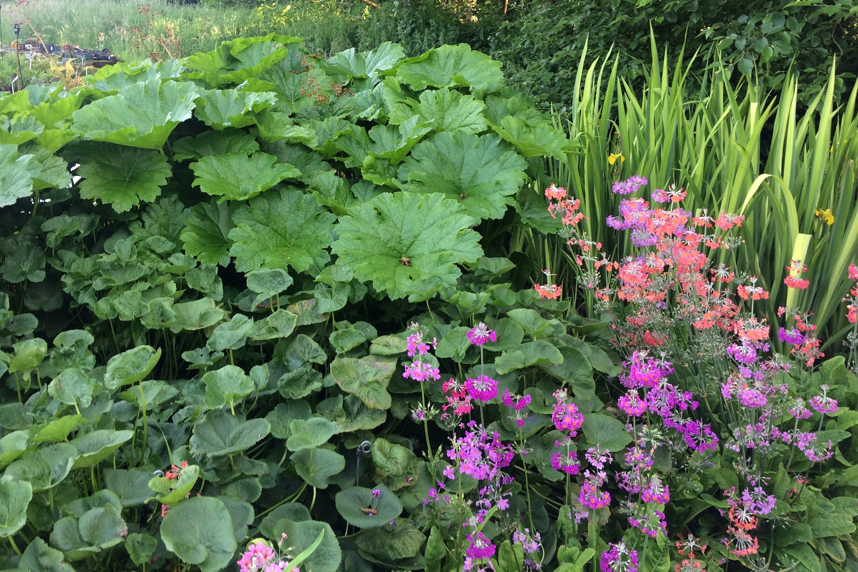 Darmera peltata – Ballyrobert Gardens