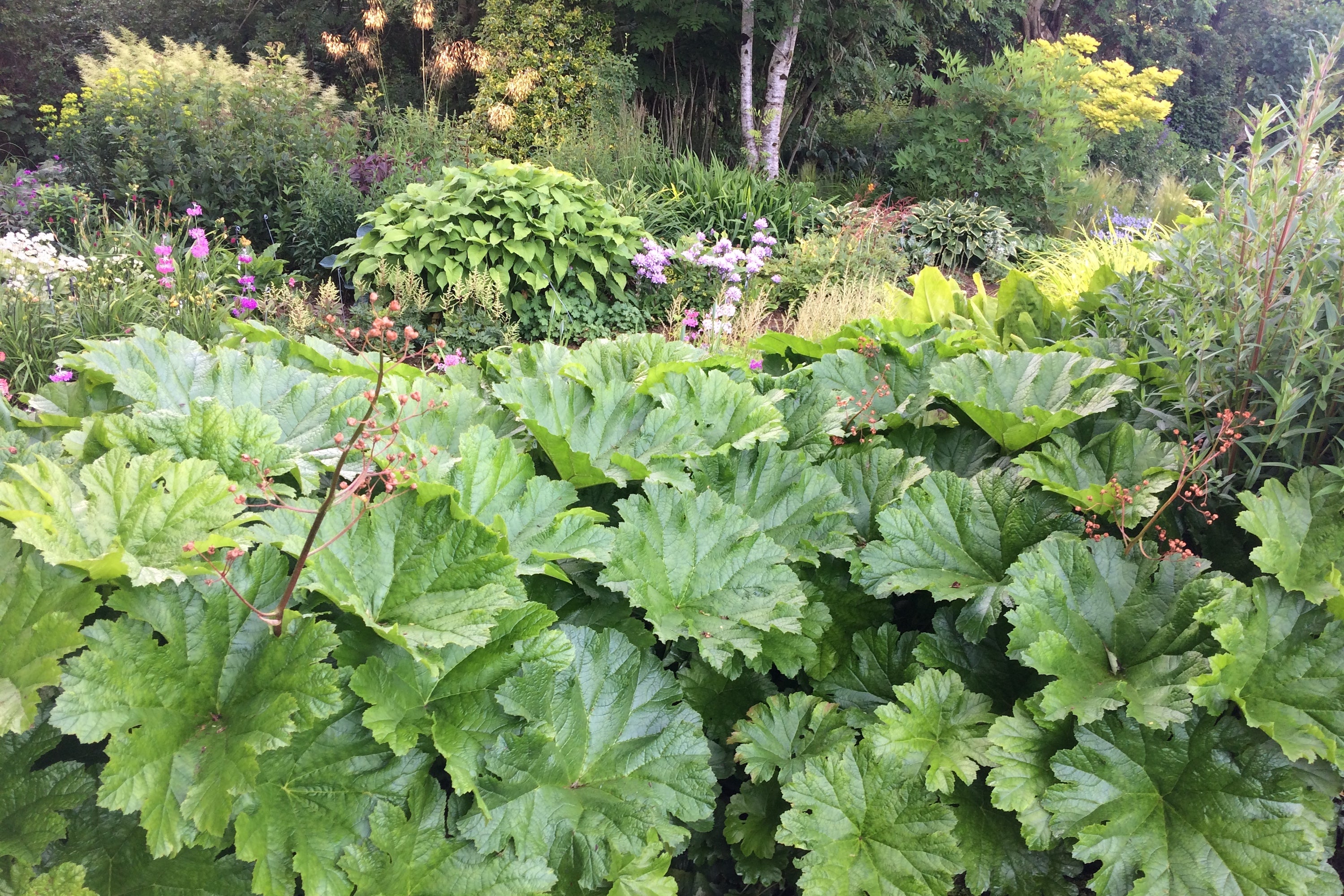 Darmera peltata – Ballyrobert Gardens