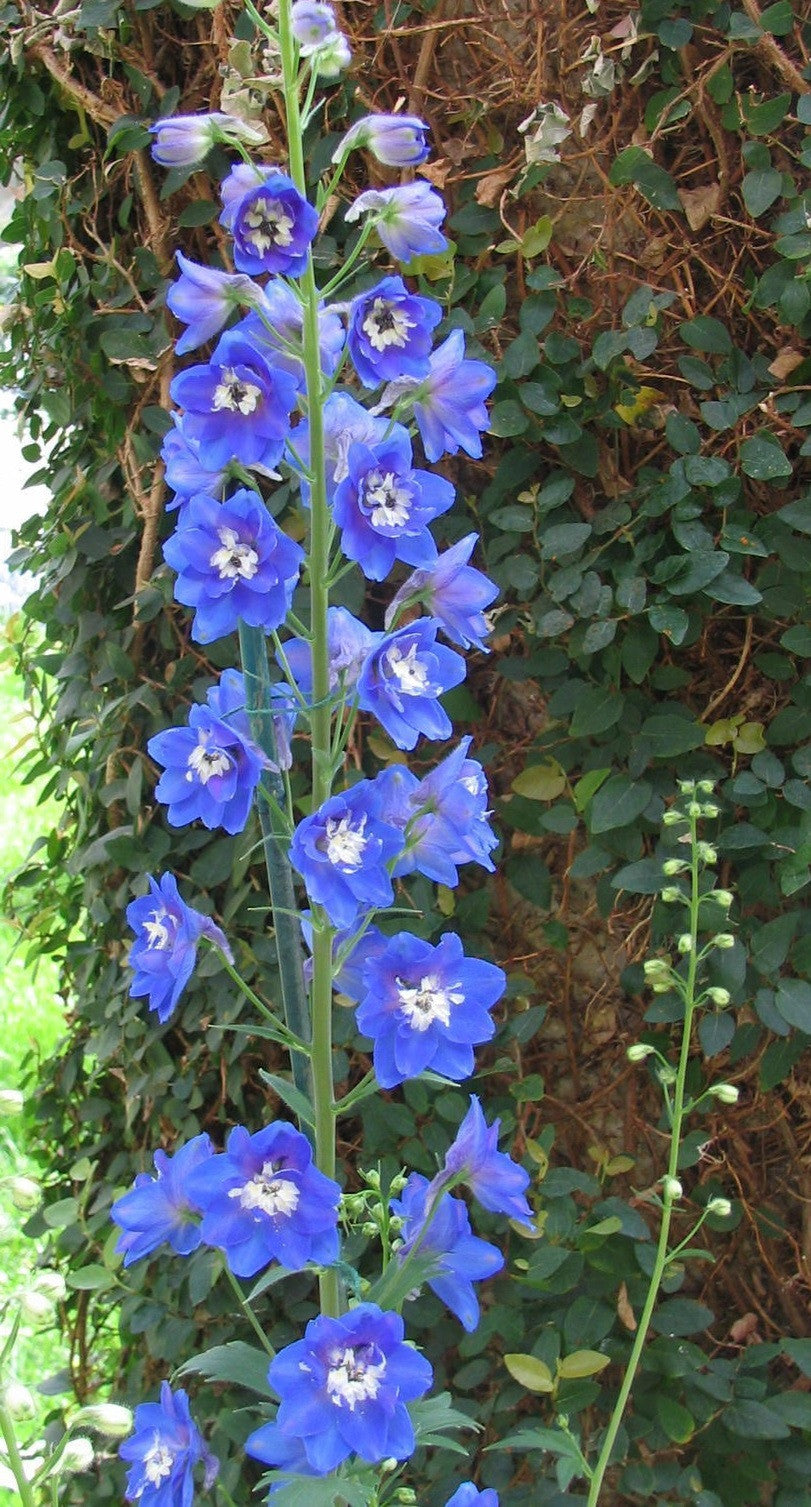 Delphinium Blue Bird Group – Ballyrobert Gardens