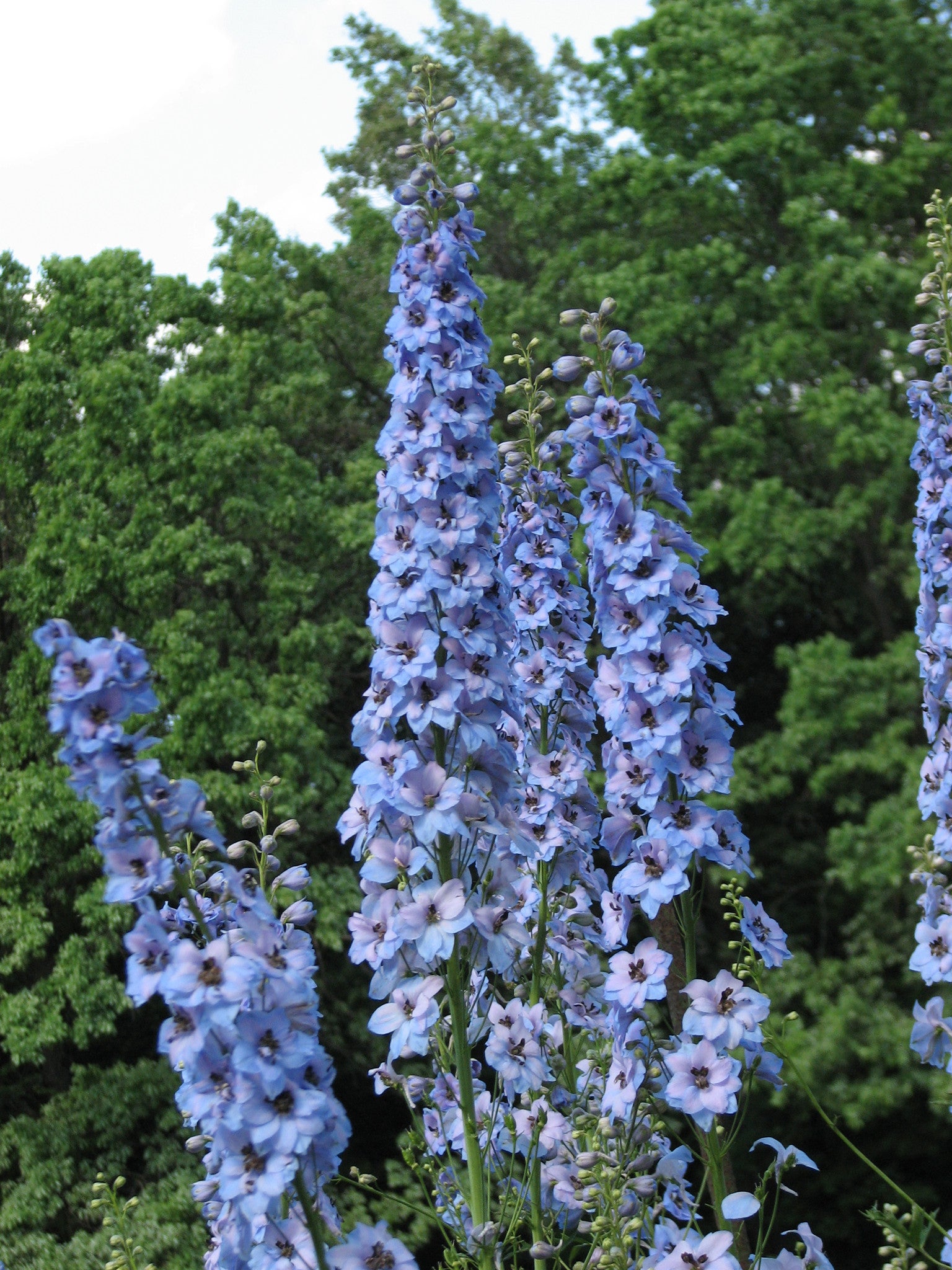 Delphinium Magic Fountains Series – Ballyrobert Gardens