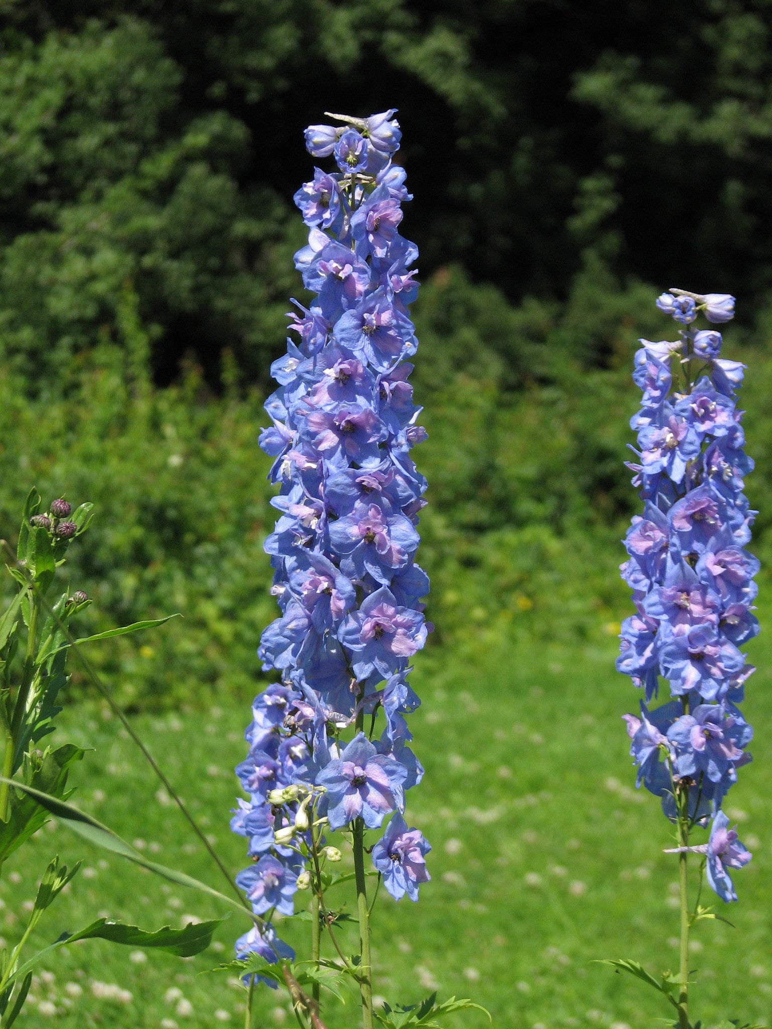 Delphinium Magic Fountains Series – Ballyrobert Gardens