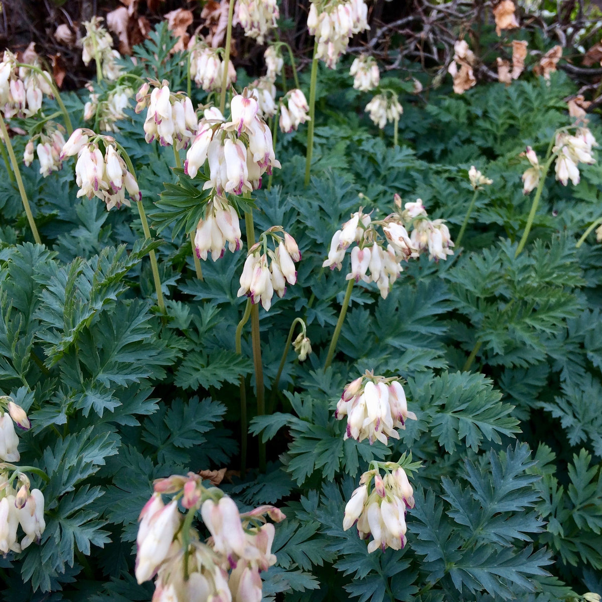 Dicentra 'Pearl Drops' – Ballyrobert Gardens