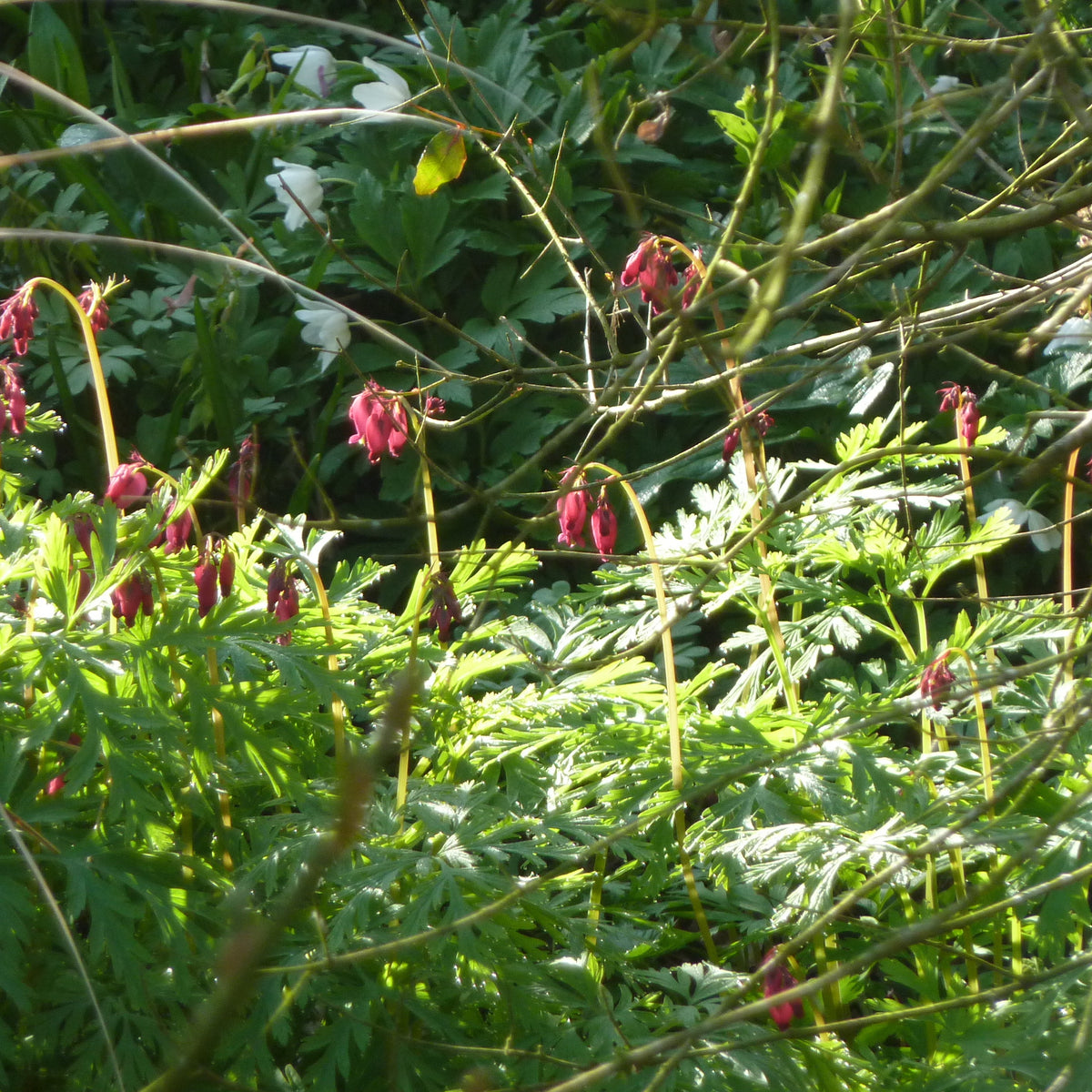 Dicentra formosa 'Bacchanal' – Ballyrobert Gardens