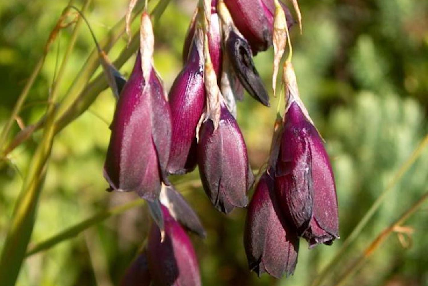 Dierama pulcherrimum dark cerise-flowered – Ballyrobert Gardens