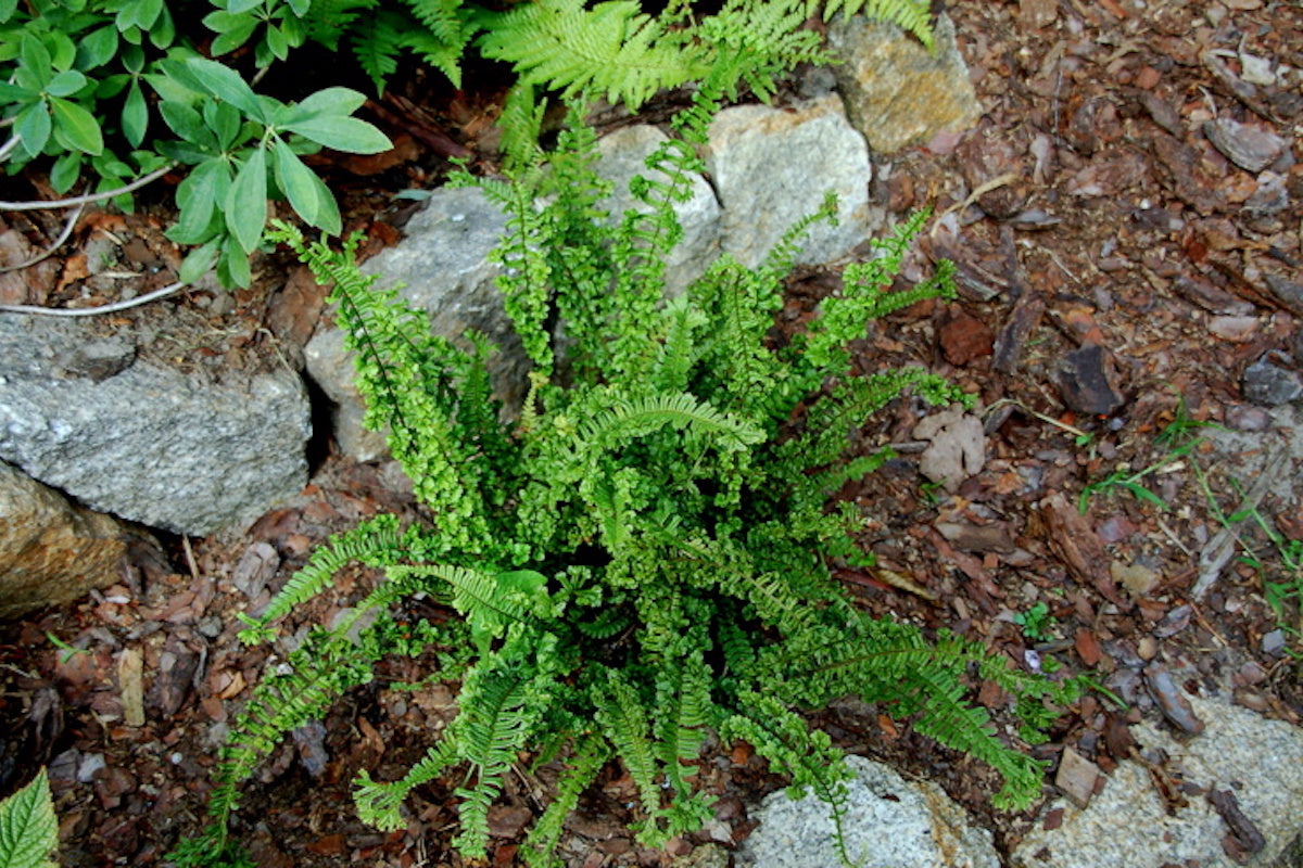 Dryopteris affinis 'Cristata Angustata' – Ballyrobert Gardens