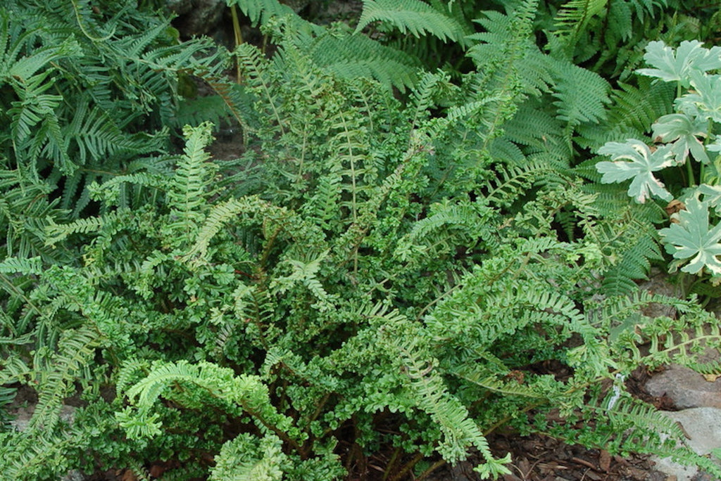 Dryopteris affinis 'Cristata Angustata' – Ballyrobert Gardens