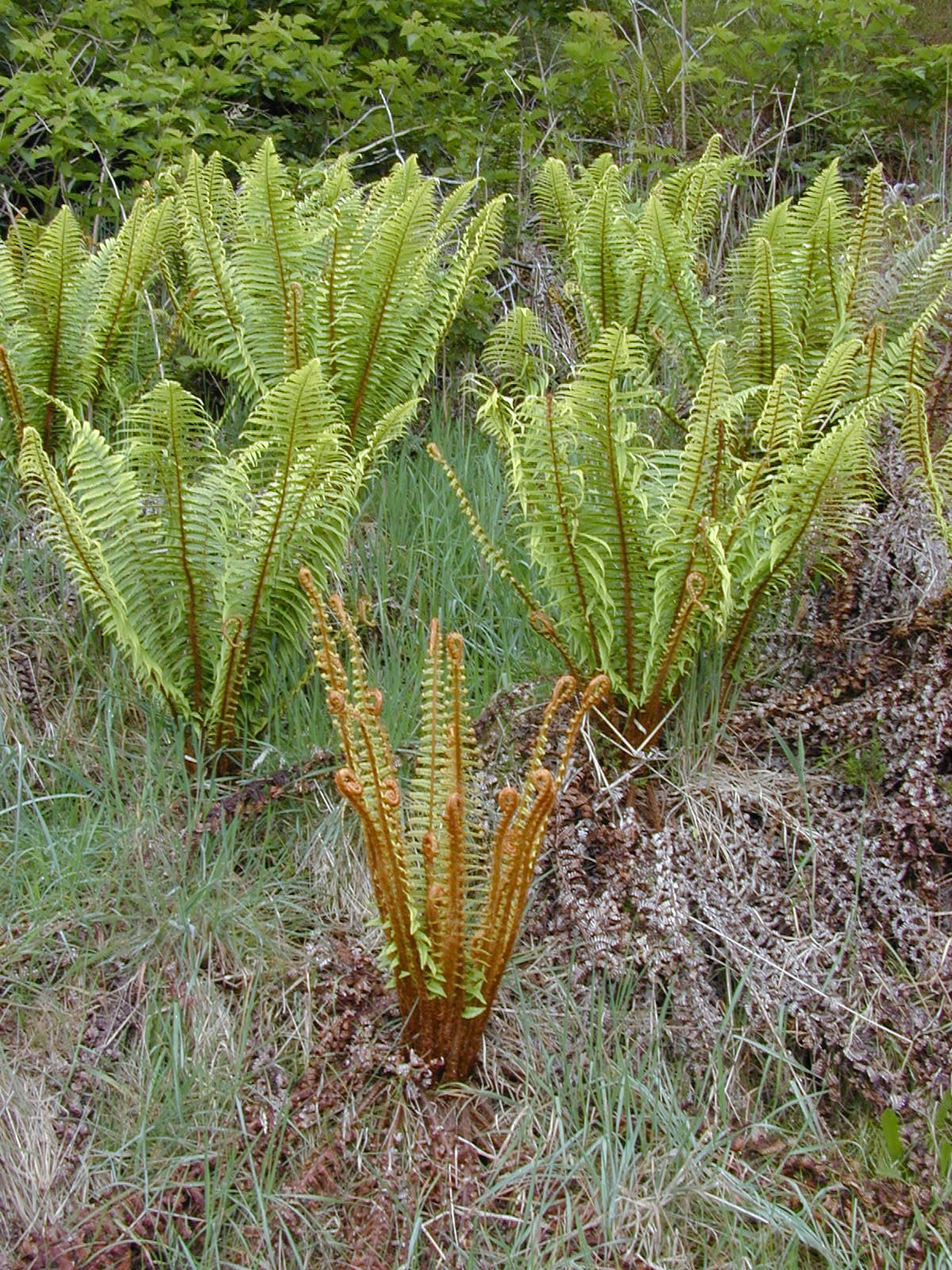 Dryopteris wallichiana – Ballyrobert Gardens