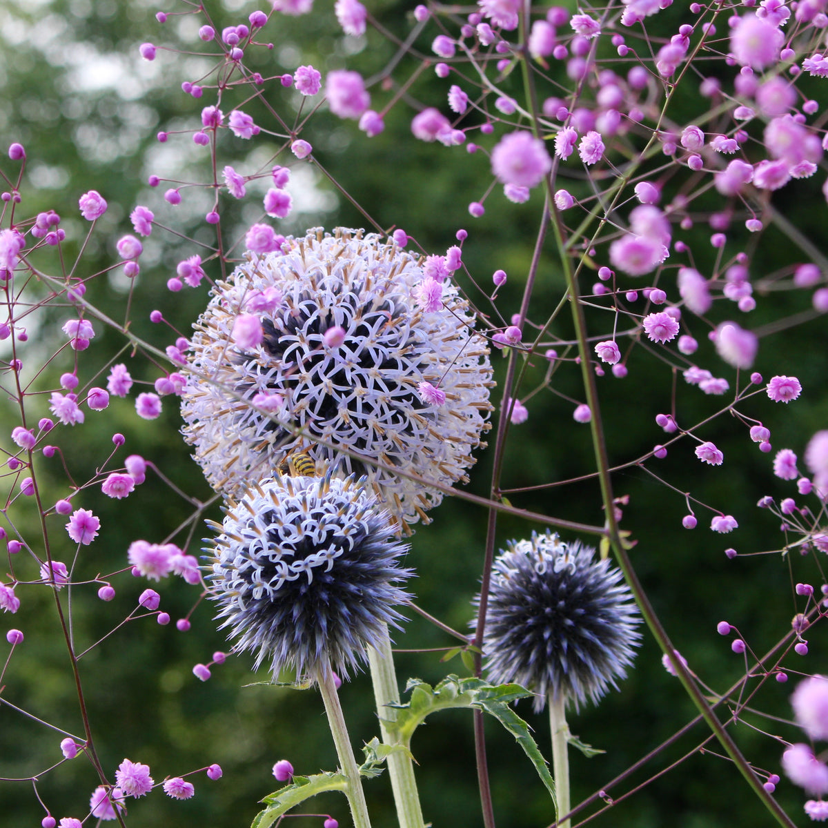 Echinops ritro L. – Ballyrobert Gardens