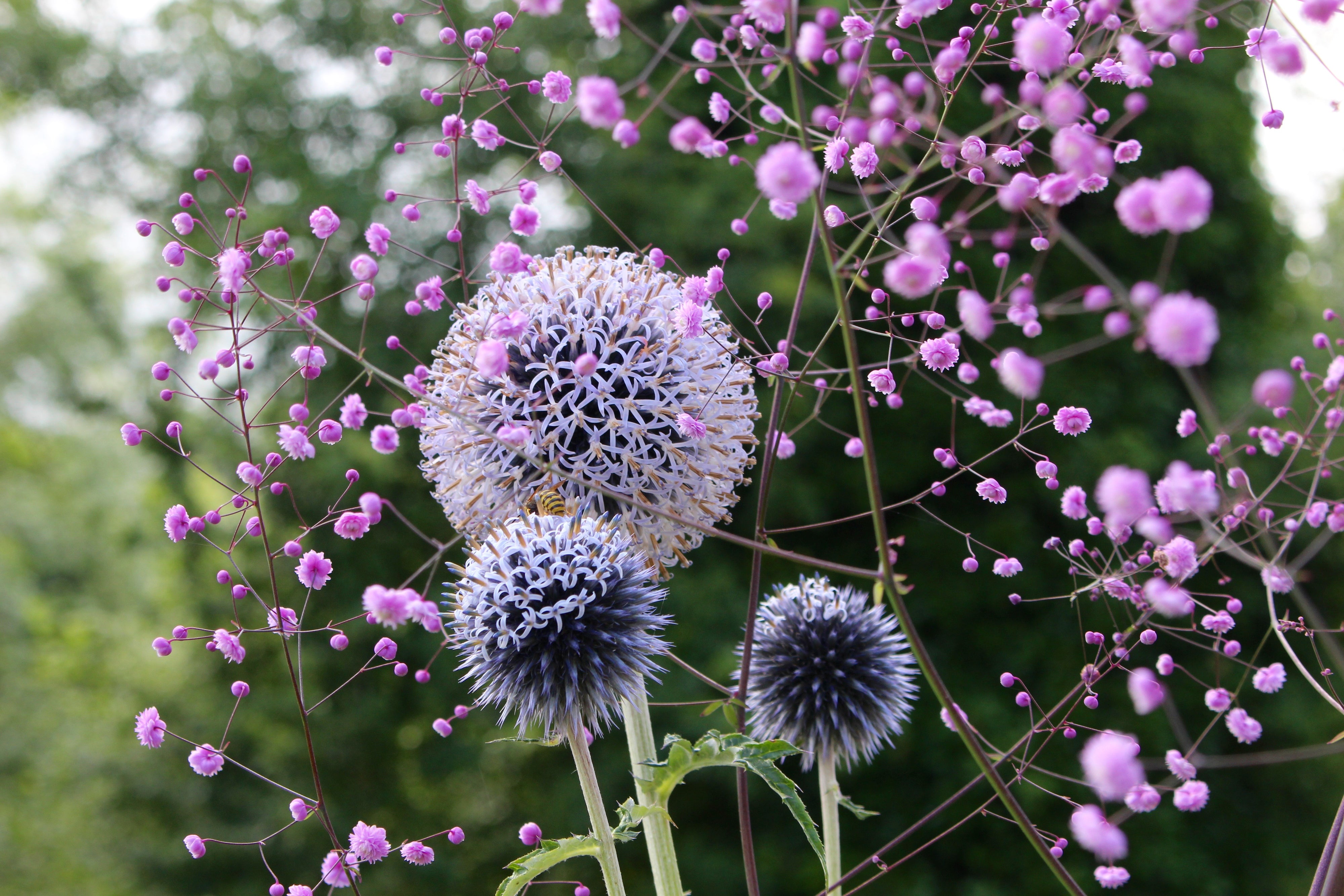 Echinops ritro L. – Ballyrobert Gardens