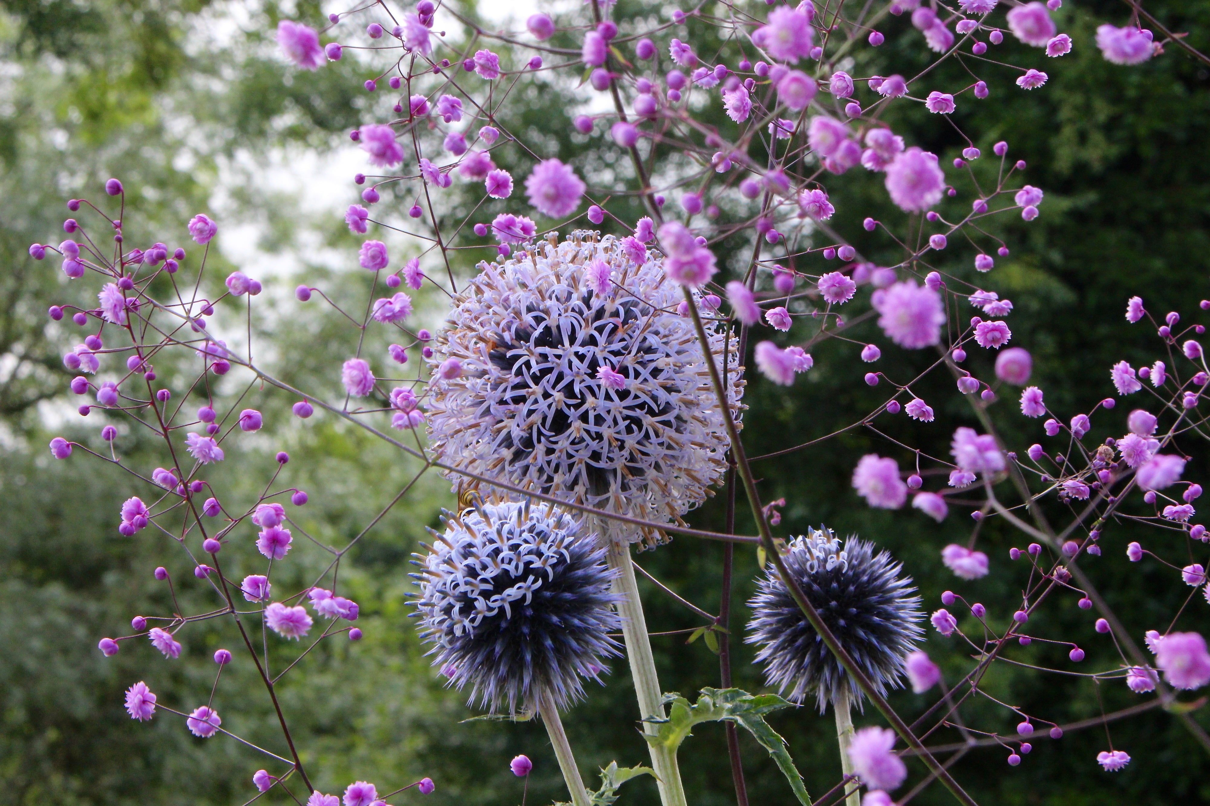 Echinops ritro L. – Ballyrobert Gardens