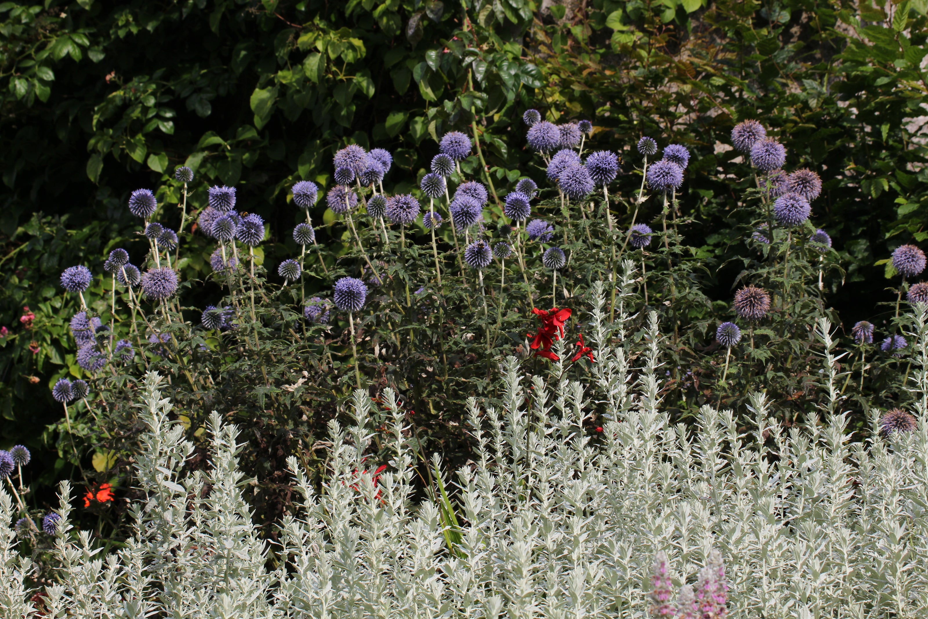 Echinops ritro 'Veitch's Blue' – Ballyrobert Gardens