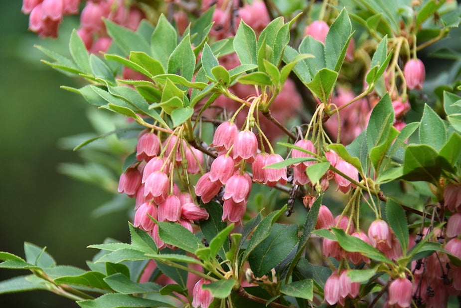 Enkianthus campanulatus 'Red Bells' – Ballyrobert Gardens