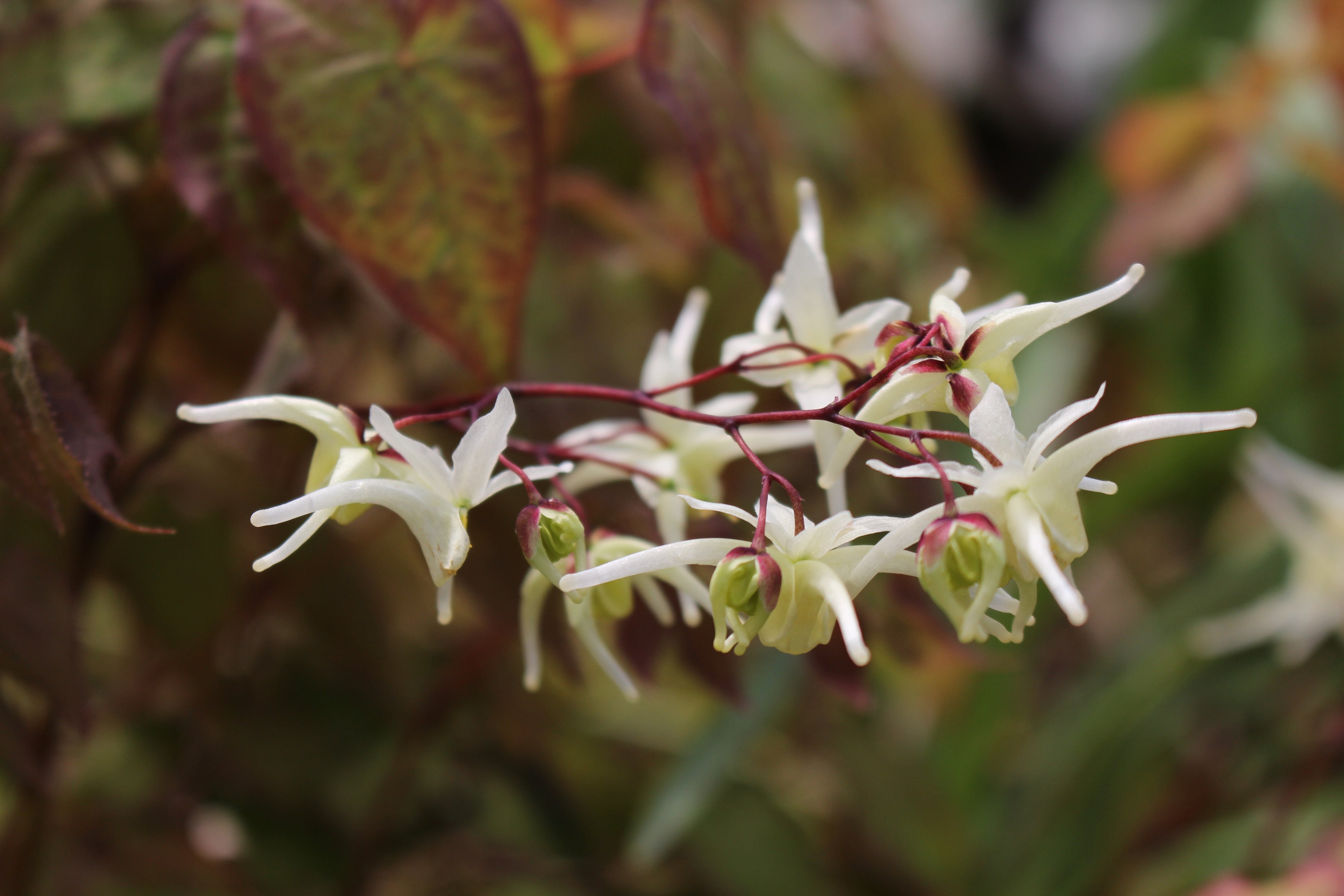 Epimedium grandiflorum 'White Queen' – Ballyrobert Gardens