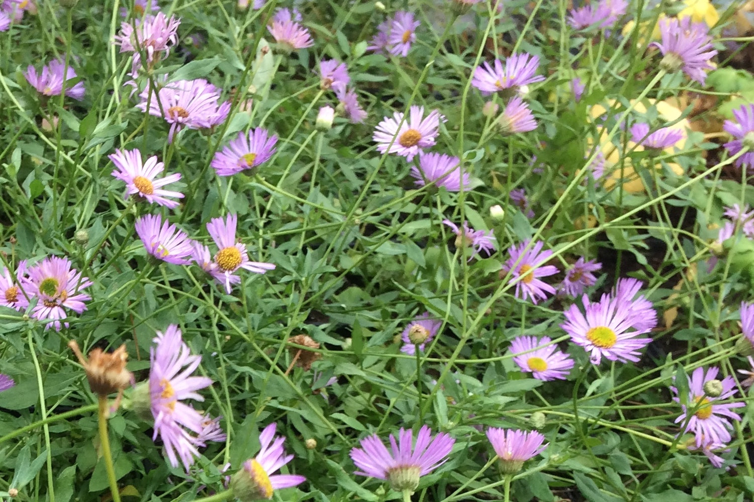 Erigeron karvinskianus 'Lavender Lady' – Ballyrobert Gardens
