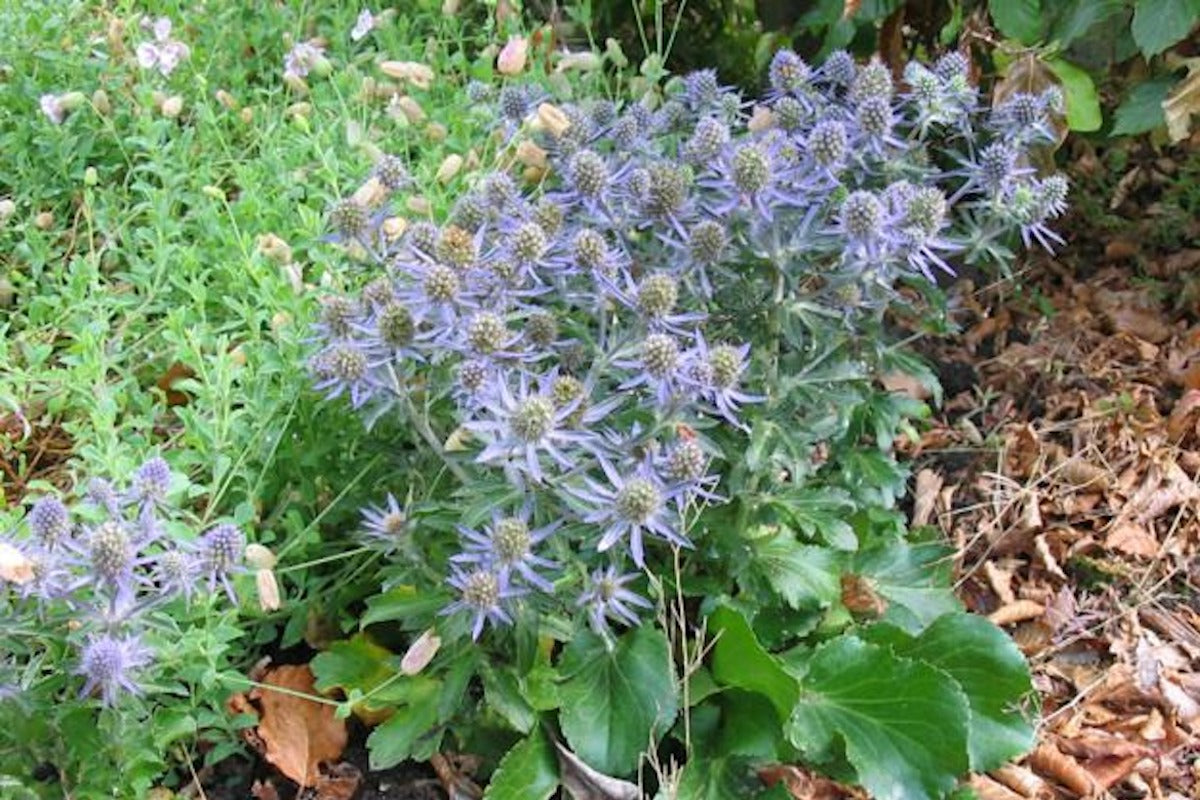 Eryngium planum 'Tiny Jackpot' – Ballyrobert Gardens