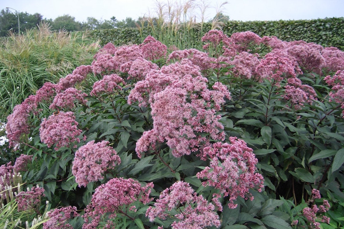 Eupatorium maculatum (Atropurpureum Group) 'Riesenschirm' – Ballyrobert ...
