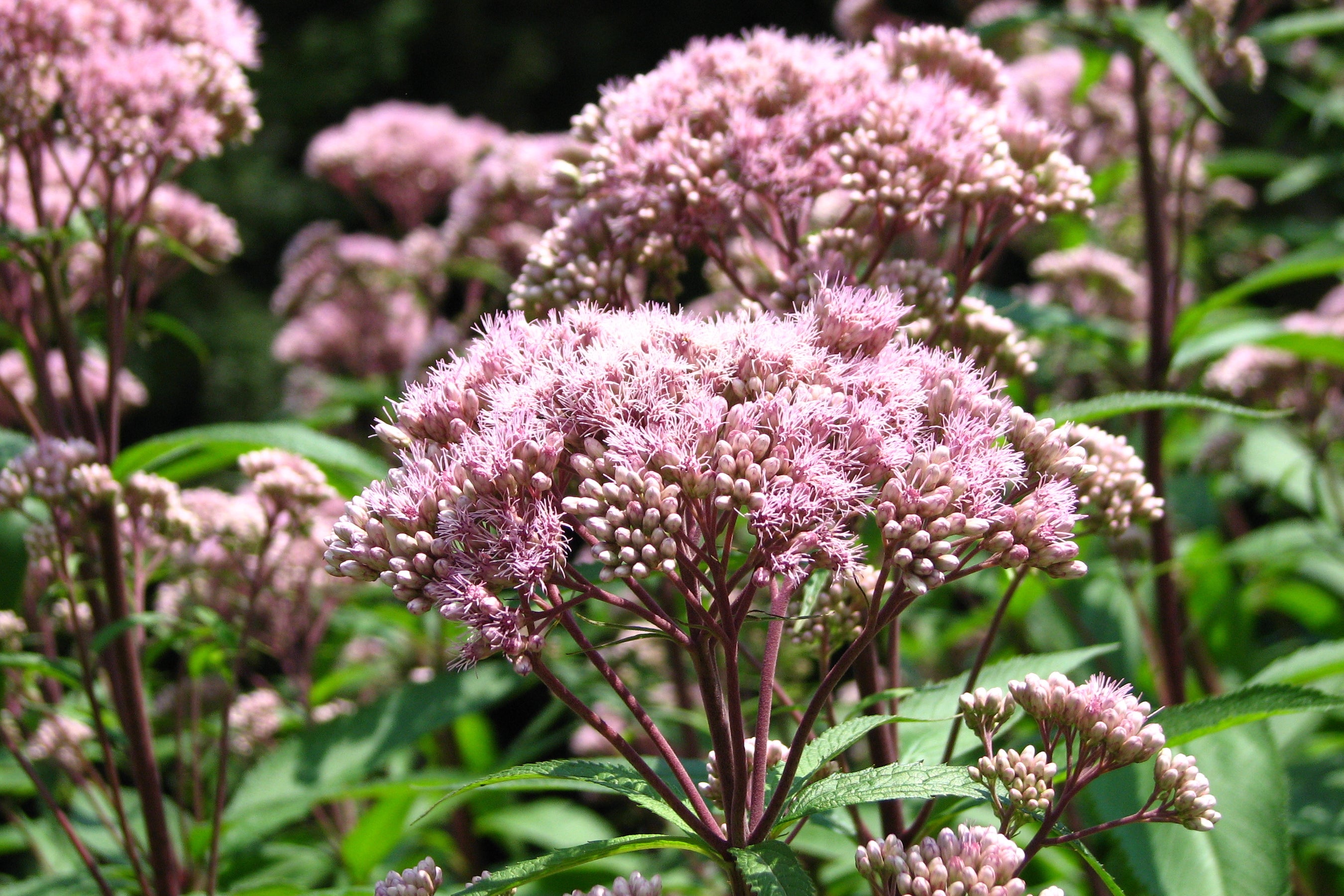 Eupatorium maculatum (Atropurpureum Group) – Ballyrobert Gardens