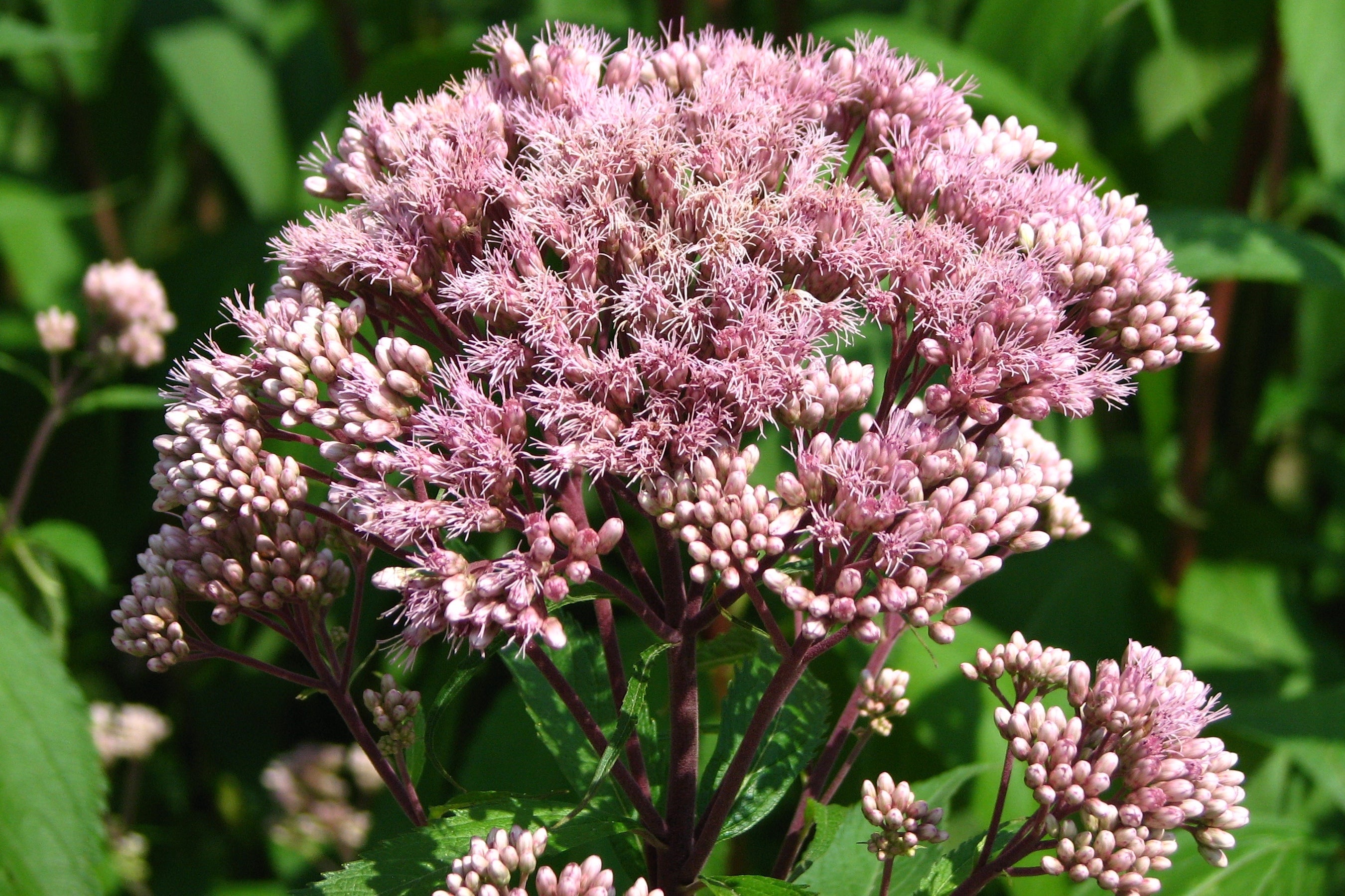 Eupatorium maculatum (Atropurpureum Group) – Ballyrobert Gardens